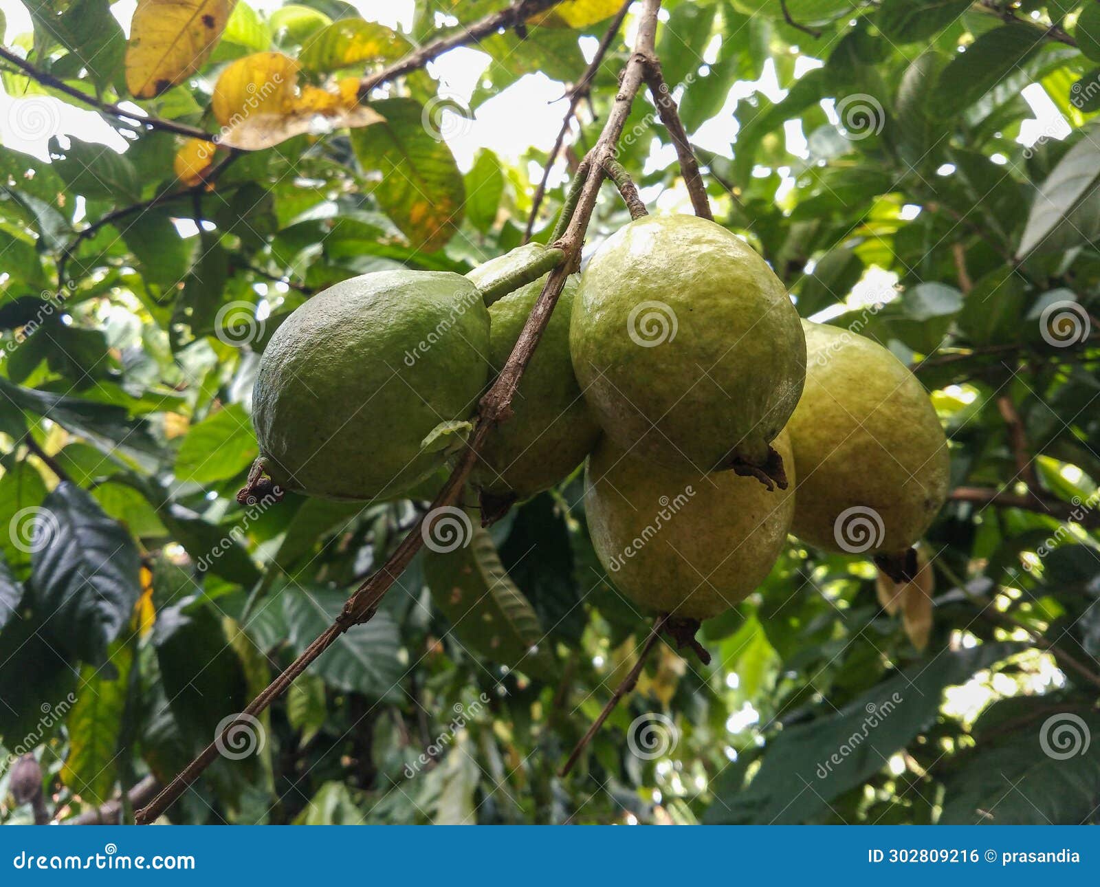 Five Guavas on One Branch that is Still on the Tree Stock Photo - Image ...