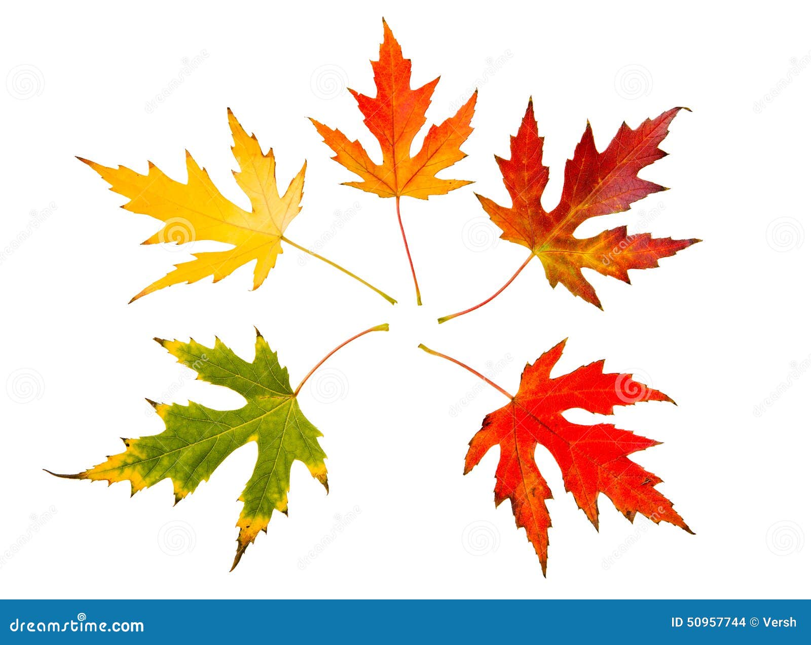 Five High Resolution Autumn Leaves of Maple Tree Stock Photo - Image of ...