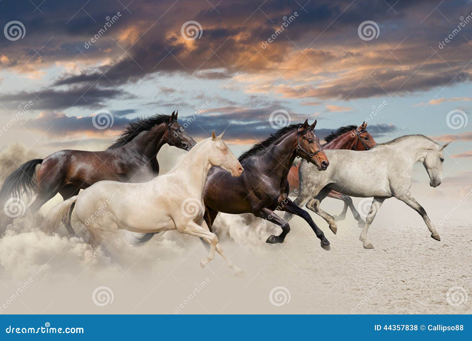 Five Horse Run Gallop Stock Photo | CartoonDealer.com #44357838