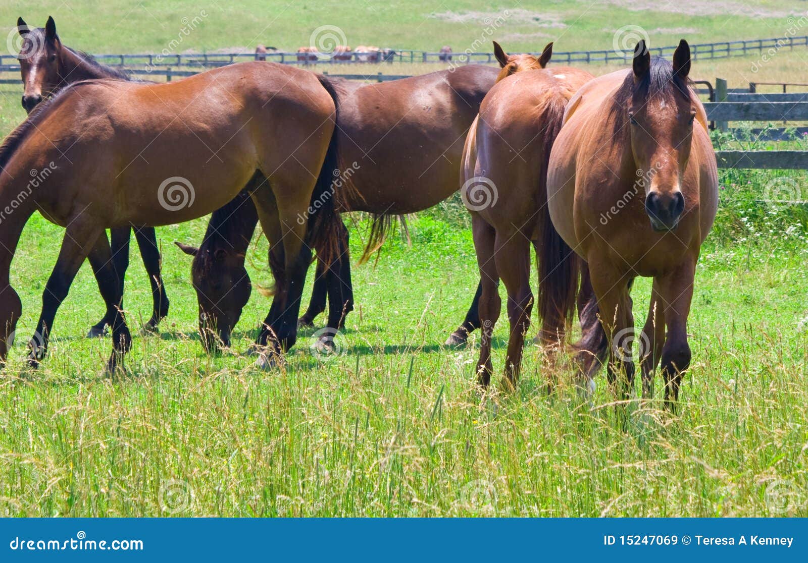 Multiple Horses Grazing Stock Photos - Free & Royalty-Free Stock Photos ...