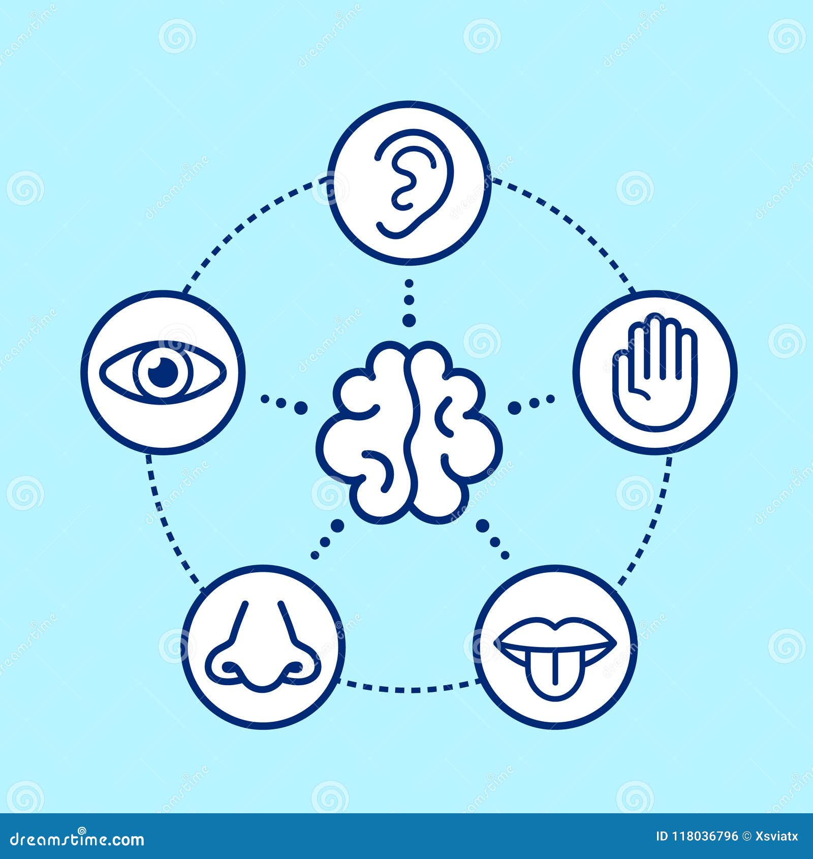 Five Human Senses Surrounding Brain. Stock Vector - Illustration of ... Five Human Senses Surrounding Brain. Stock Vector - Illustration of ...