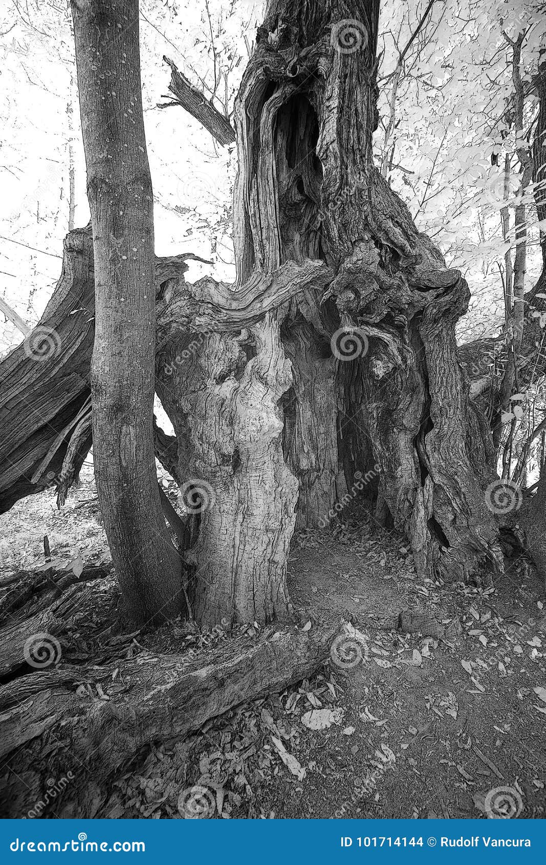 Ancient Chestnut Tree in Black and White Stock Photo - Image of woods ...