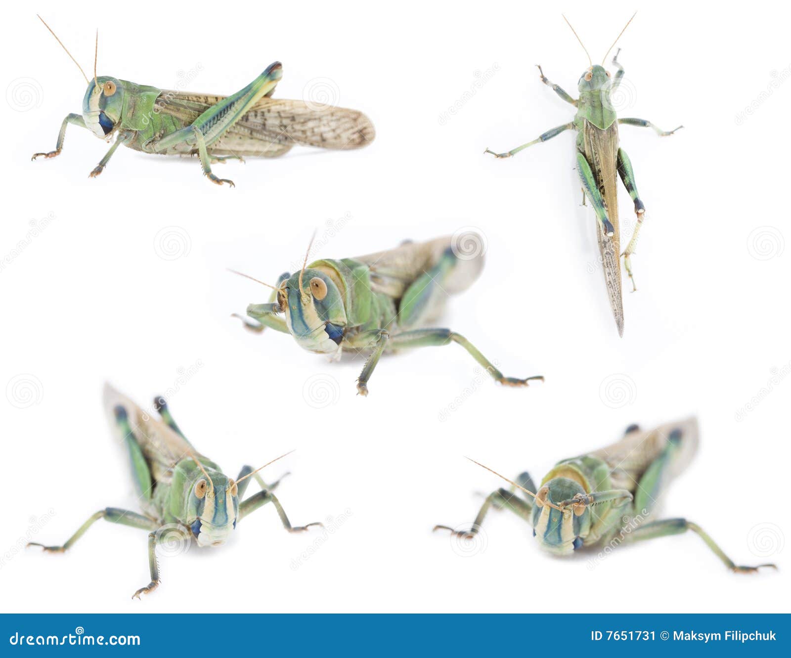 Five isolated grasshoppers stock image. Image of group - 7651731