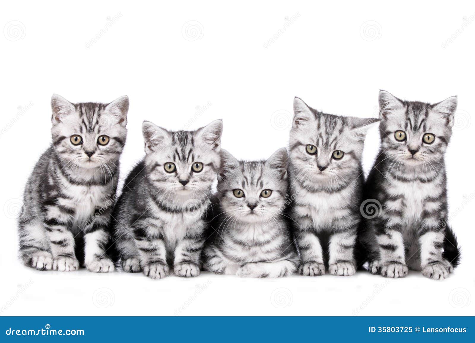 Five kitten isolated stock image. Image of pets, kitten - 35803725