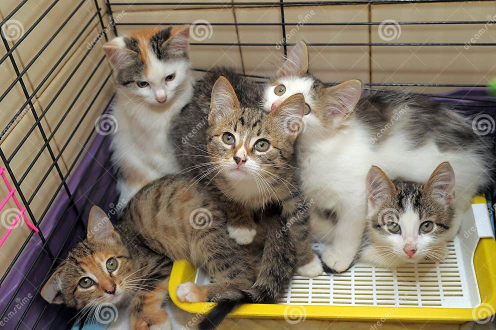 Five kittens stock photo. Image of companion, carry, captured - 23949574