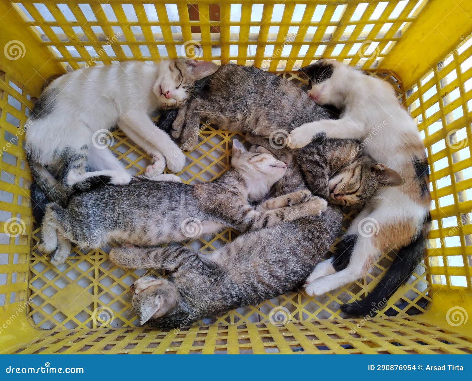 Kittens sleep in baskets stock photo. Image of five - 290876954