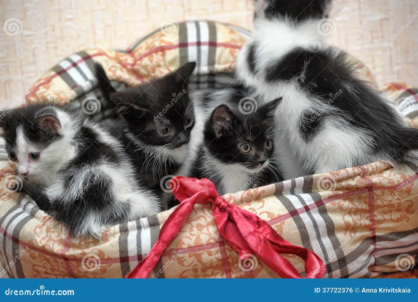 Five kittens together stock photo. Image of little, ears - 37722376