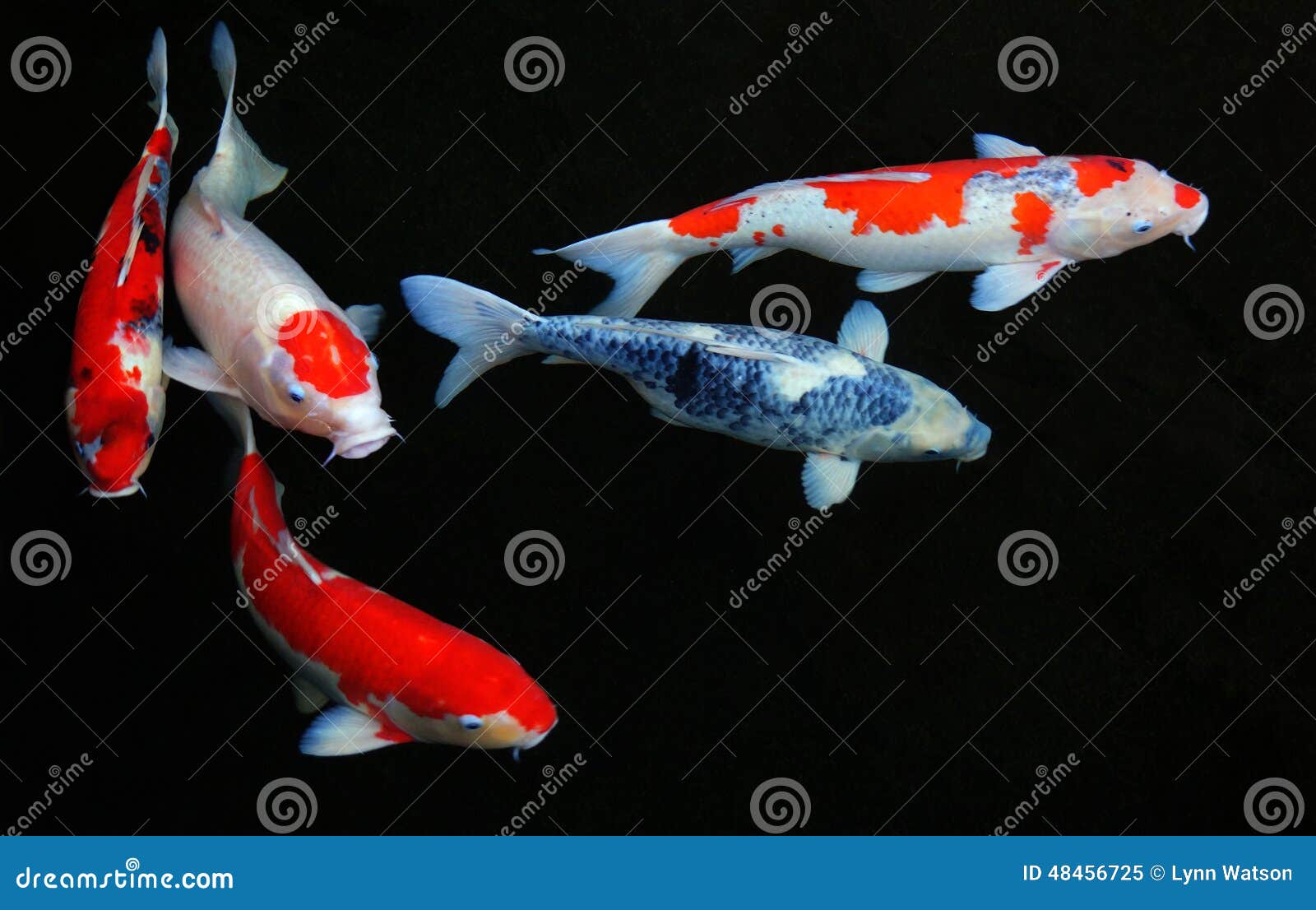 Five koi fish in pond stock image. Image of five, animal - 48456725