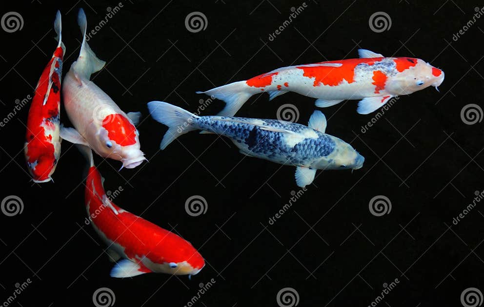 Five koi fish in pond stock image. Image of five, animal - 48456725