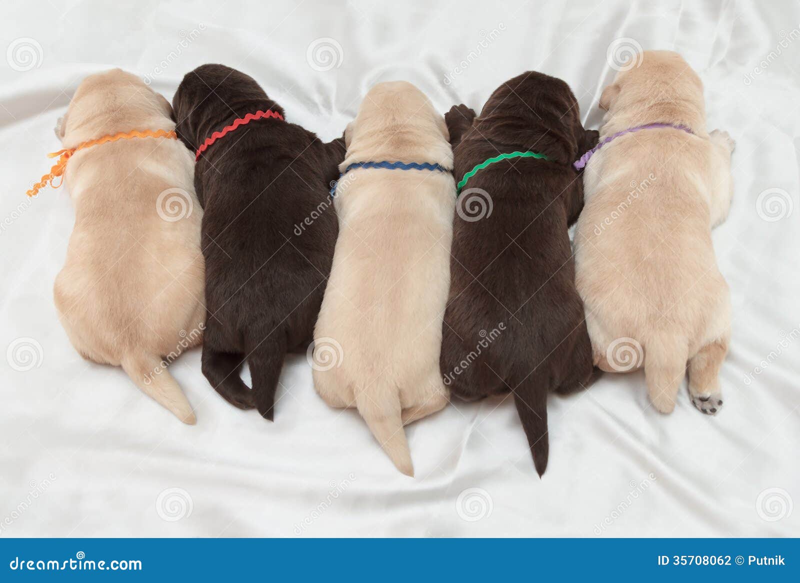 Five Labrador Retriever Puppies Stock Photo - Image of cream, newborn ...