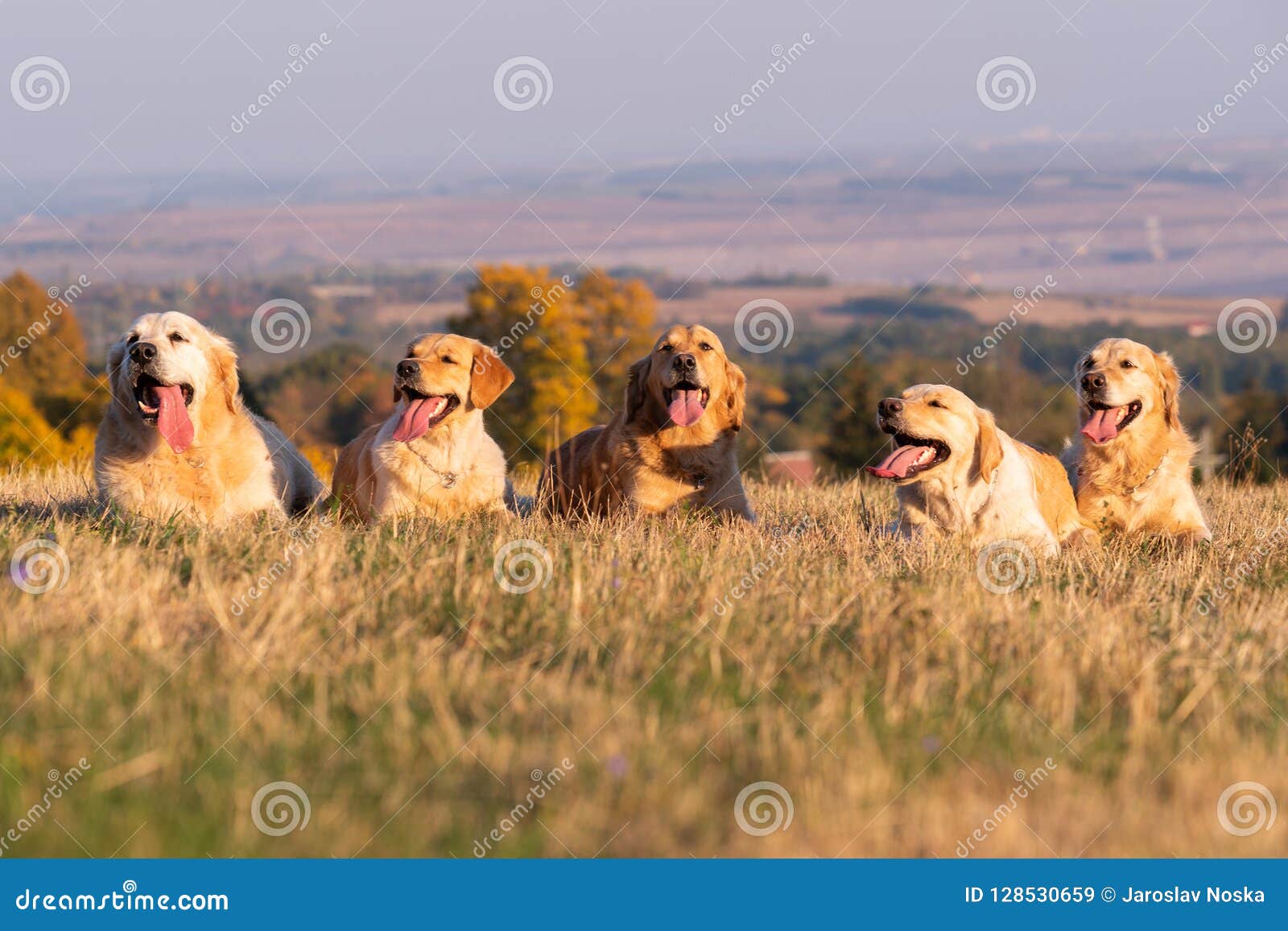 Five labradors stock image. Image of labrador, friend - 128530659