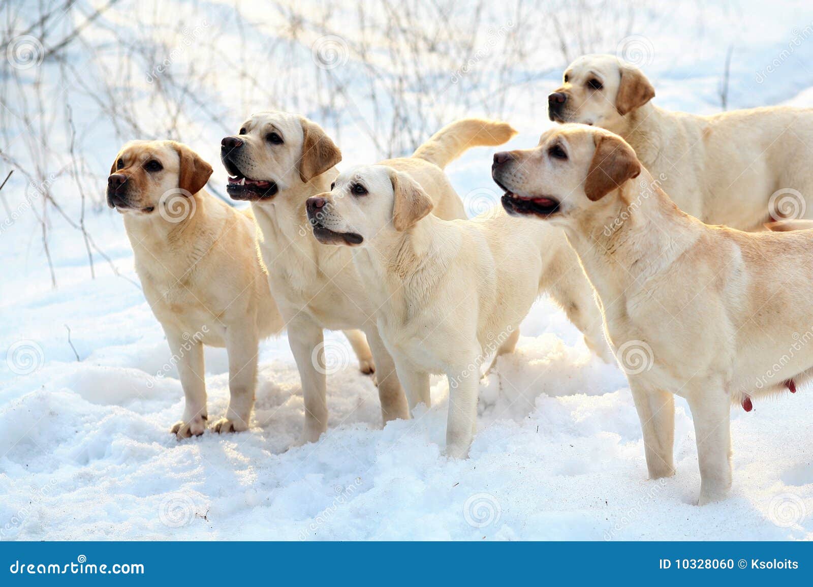 Five labradors retriever. stock photo. Image of animal - 10328060