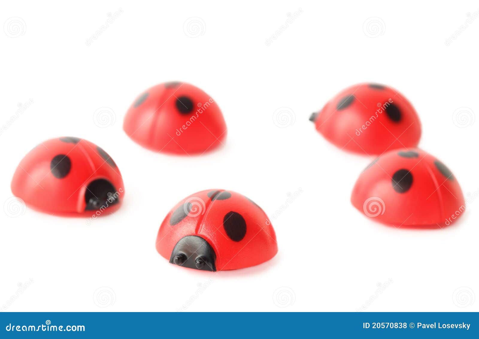 Five Ladybugs Isolated on White Stock Photo - Image of knop, number ...