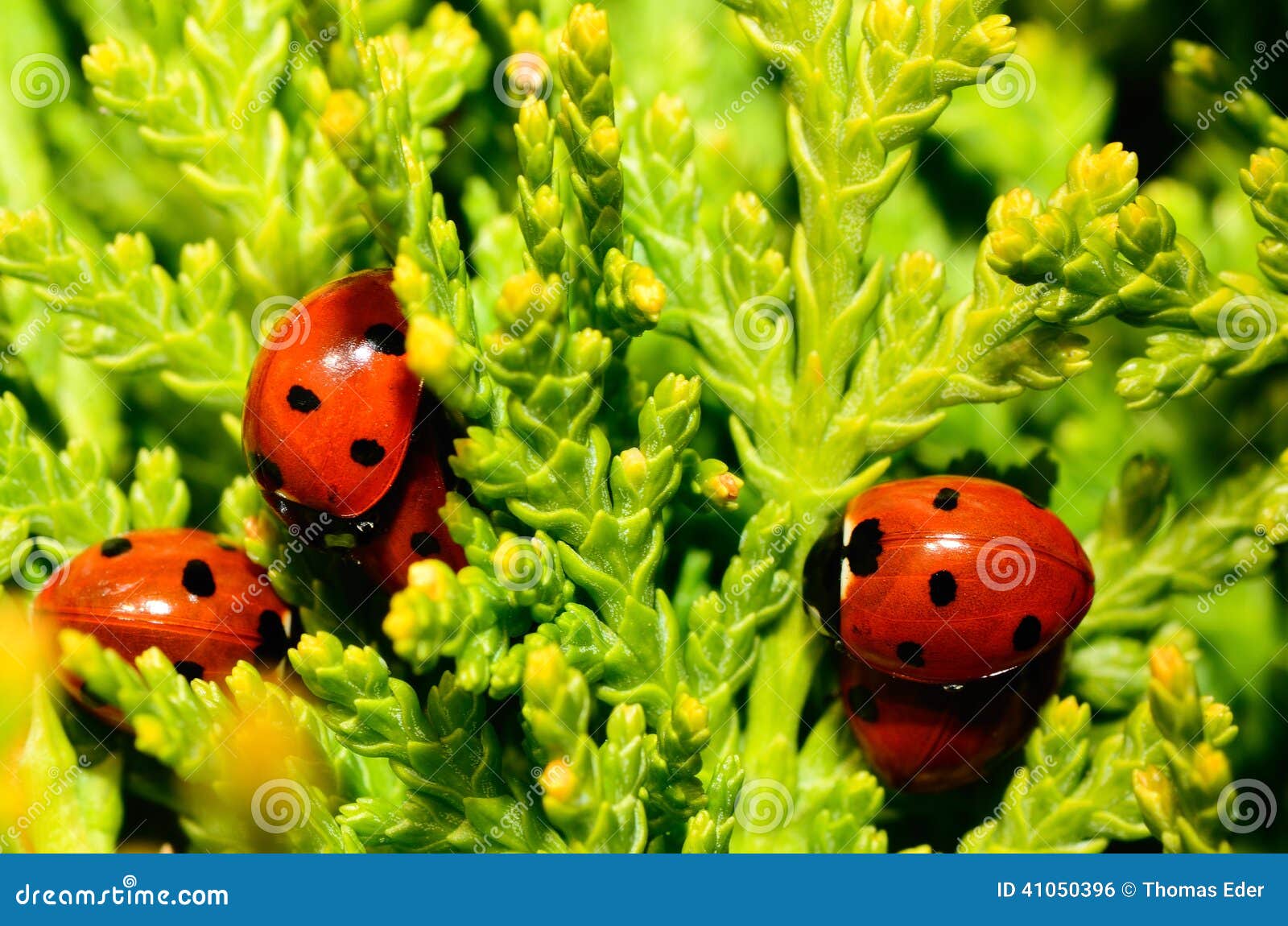 Five ladybugs stock photo. Image of wildlife, team, flying - 41050396