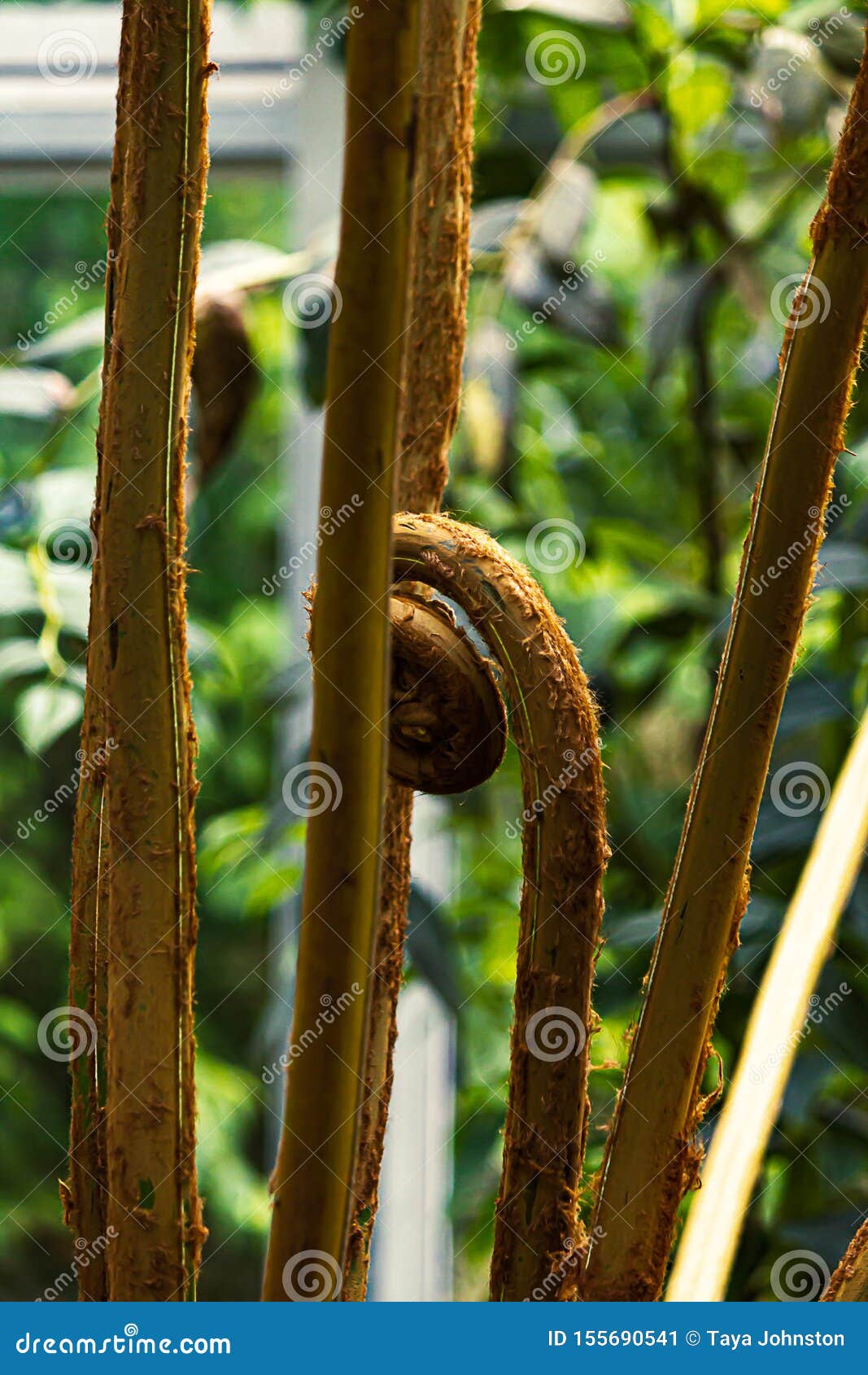 Five Large Fern Fronds with One Uncurling with Hairy Surface Stock ... Five Large Fern Fronds with One Uncurling with Hairy Surface Stock ...