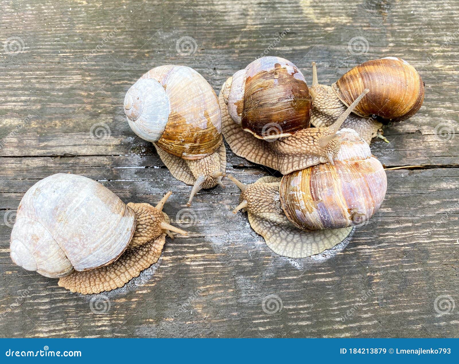 Five Large Forest Snails on an Abstract Wooden Surface. Stock Image ...
