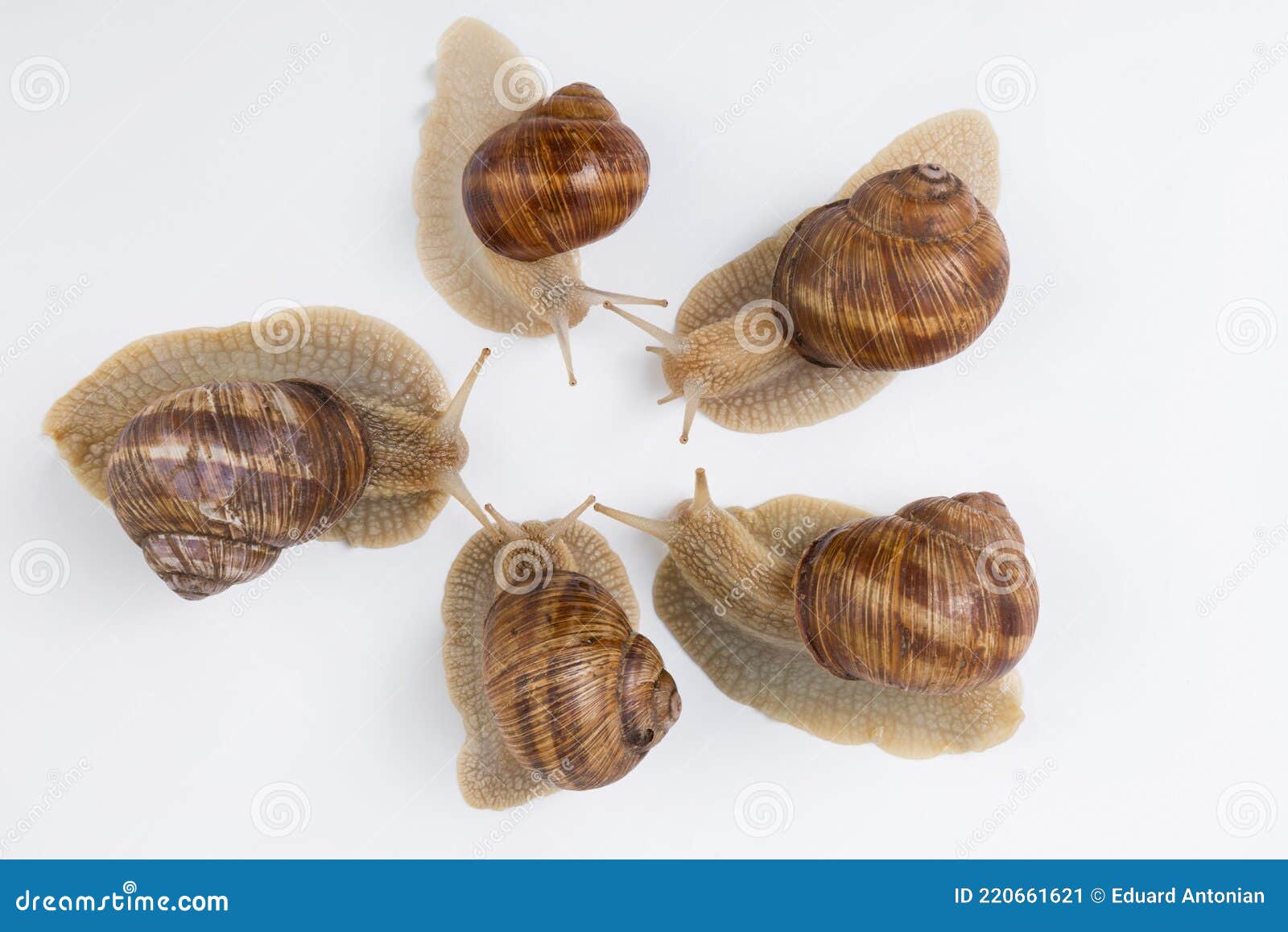 Five Large Snails Gathered in a Circle, As If they are Discussing ...