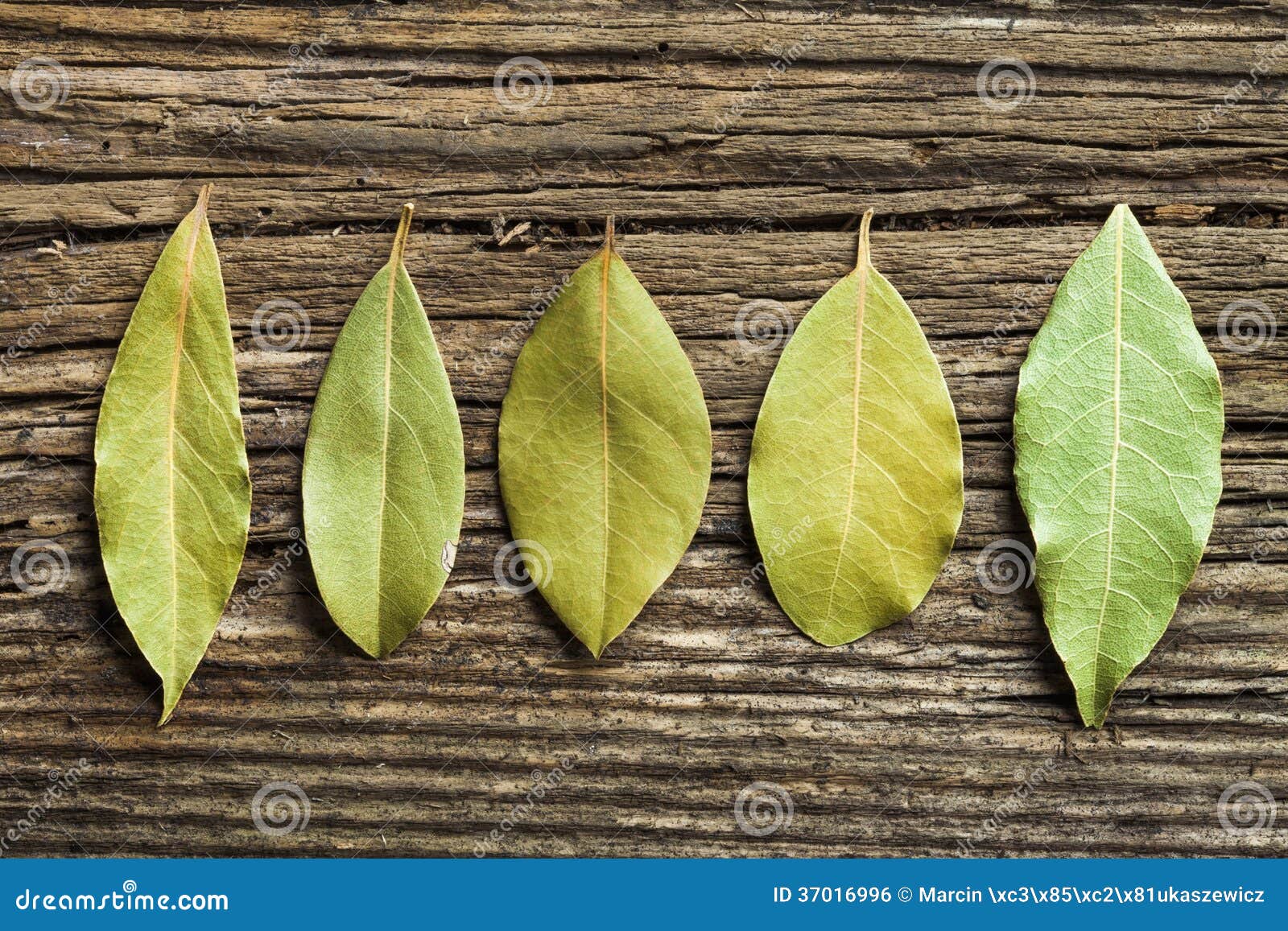Laurel Leaves Stock Photography | CartoonDealer.com #11947220