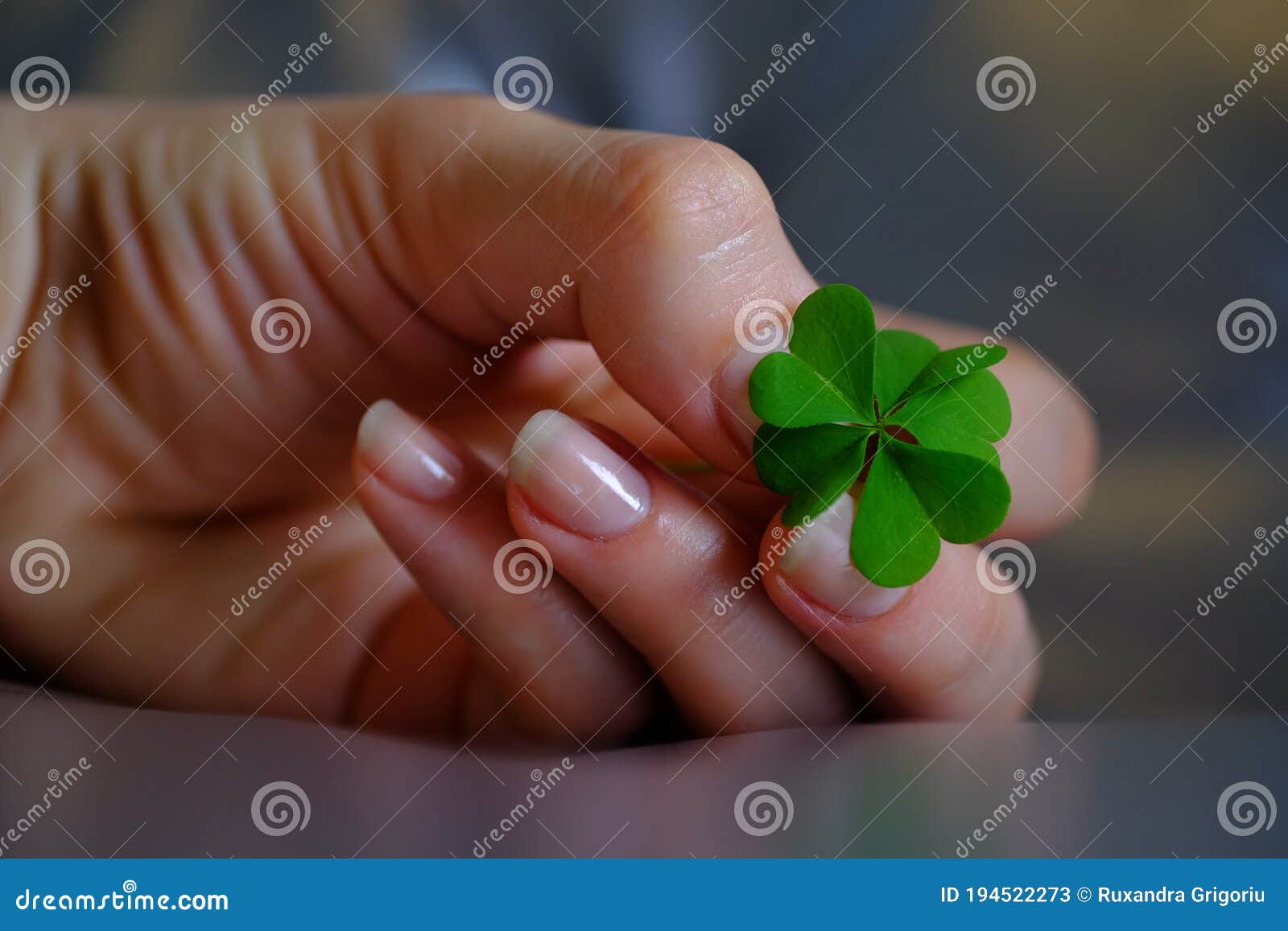 Five leaf clover stock image. Image of flowering, herb - 194522273