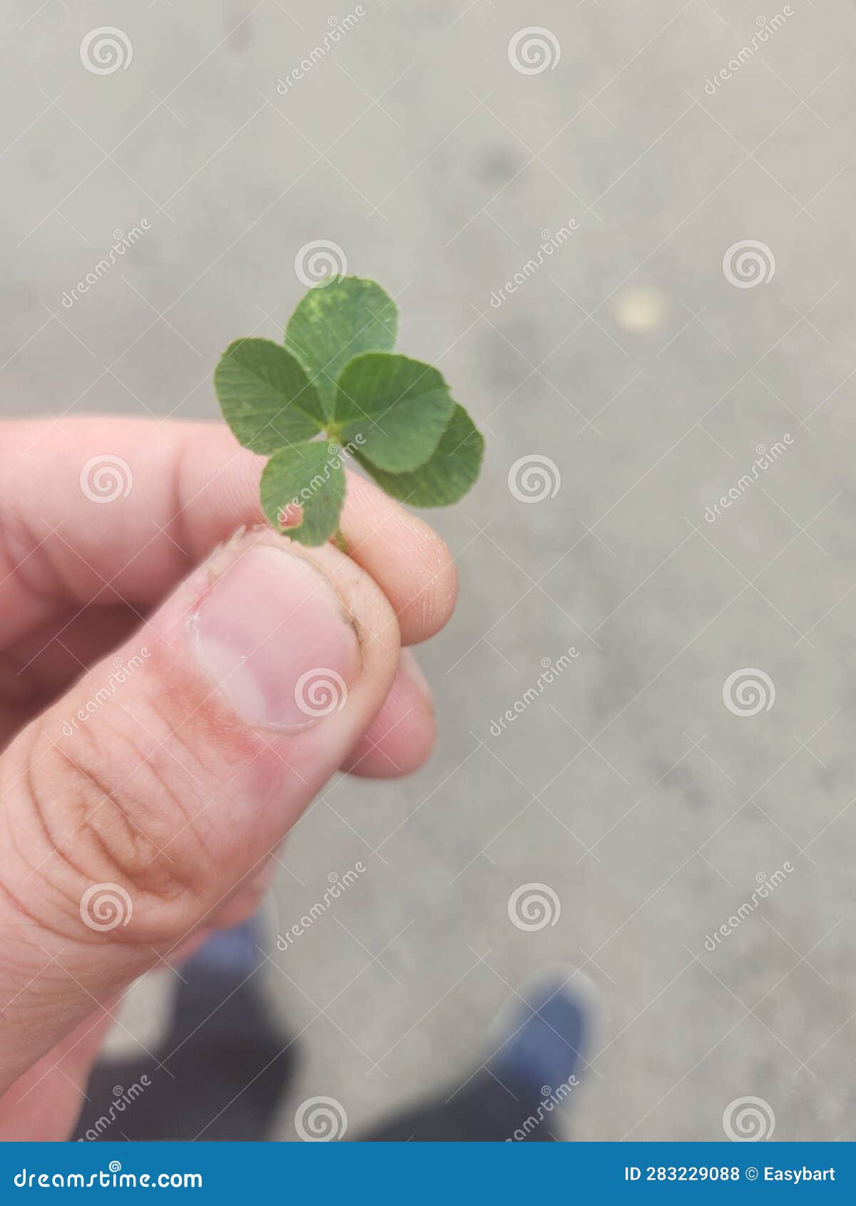 Five leaf clovers stock photo. Image of flower, tree - 283229088