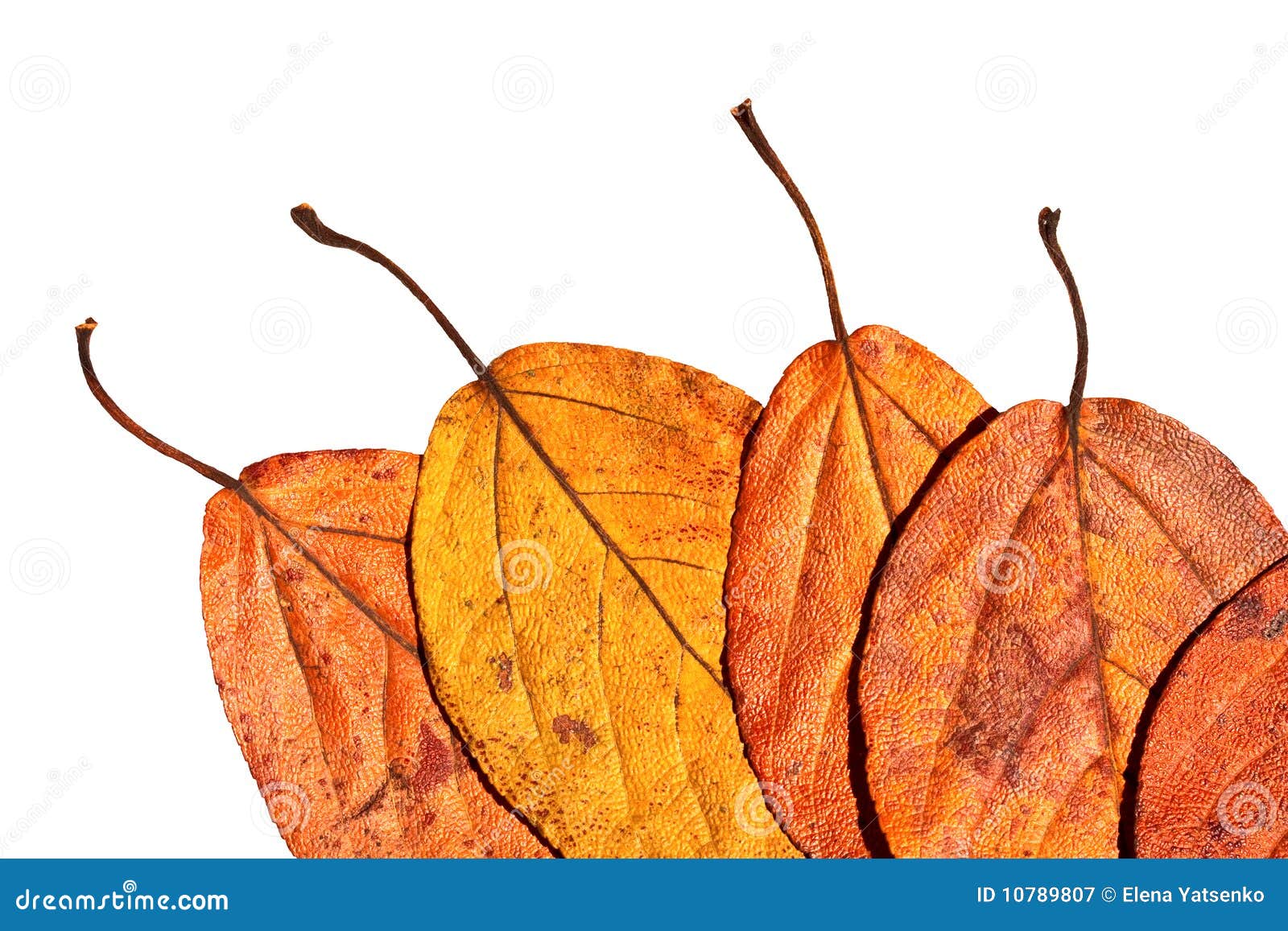 Five Leaves Painted in Bright Autumn Colours Stock Image - Image of ...