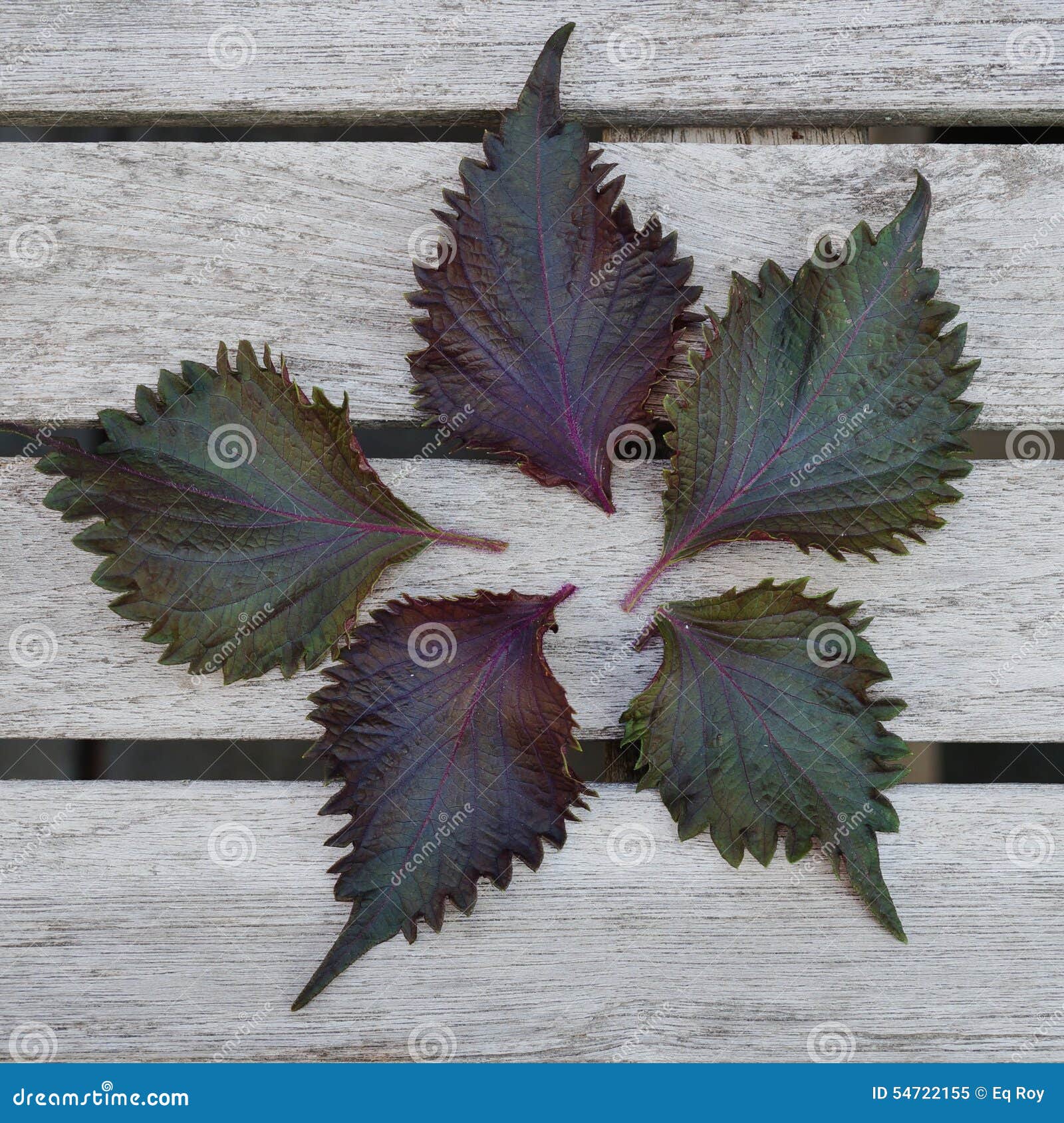 Five Leaves of Purple Shiso Perilla Herb Stock Image - Image of asia ...