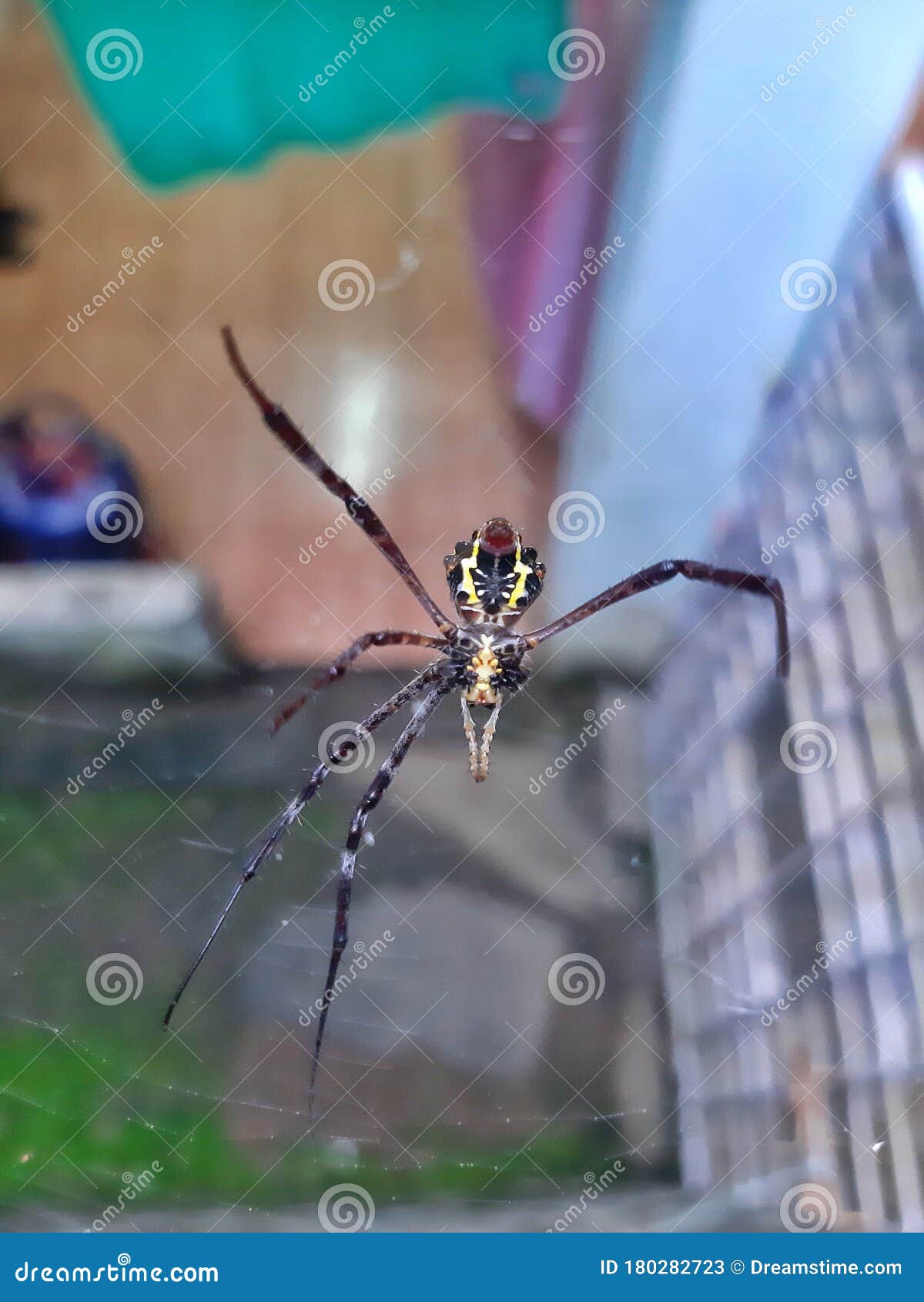 Five leg spider on web editorial stock photo. Image of spiderweb ...