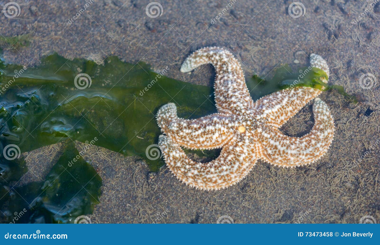 Five Leg Starfish with Legs Curled Stock Photo - Image of gree, fish ...