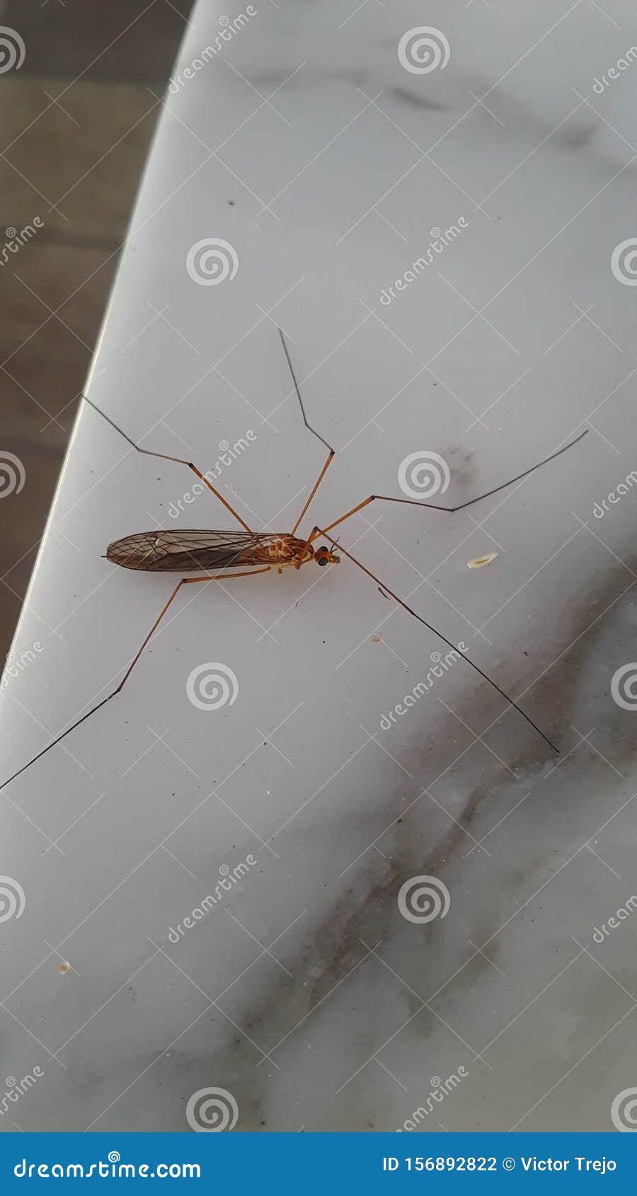 Five Legged Insect stock photo. Image of legged, nature - 156892822