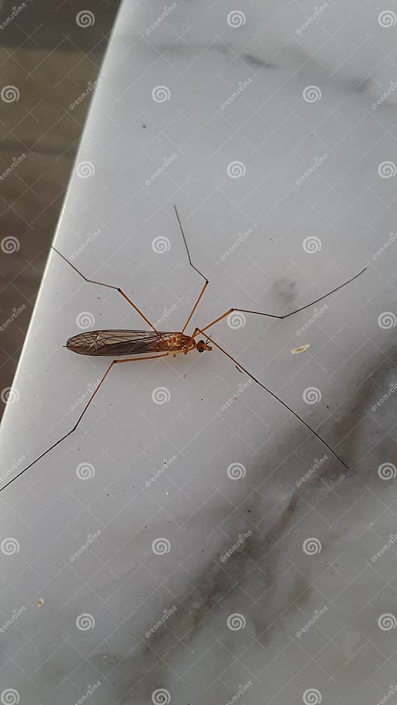 Five Legged Insect stock photo. Image of legged, nature - 156892822