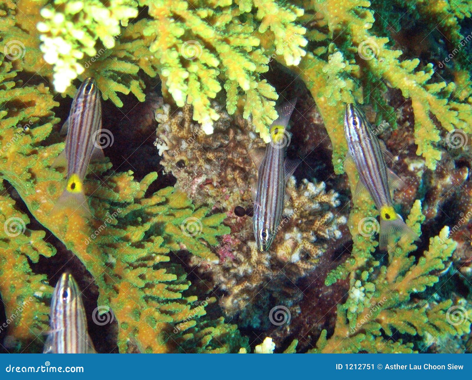 Five-lined Cardinalfish stock image. Image of stripes - 1212751