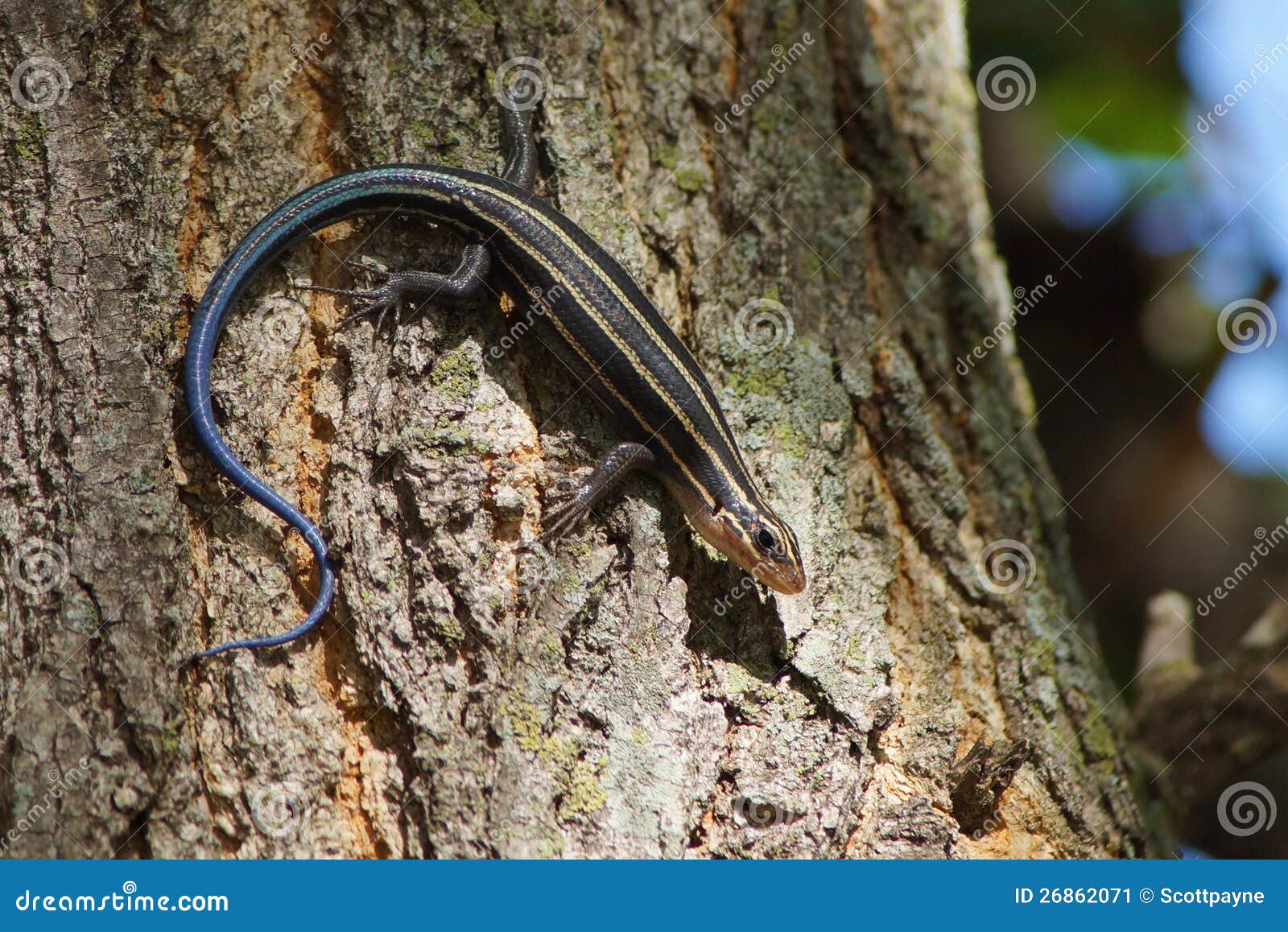 Five lined skink stock image. Image of amphibian, tree - 26862071