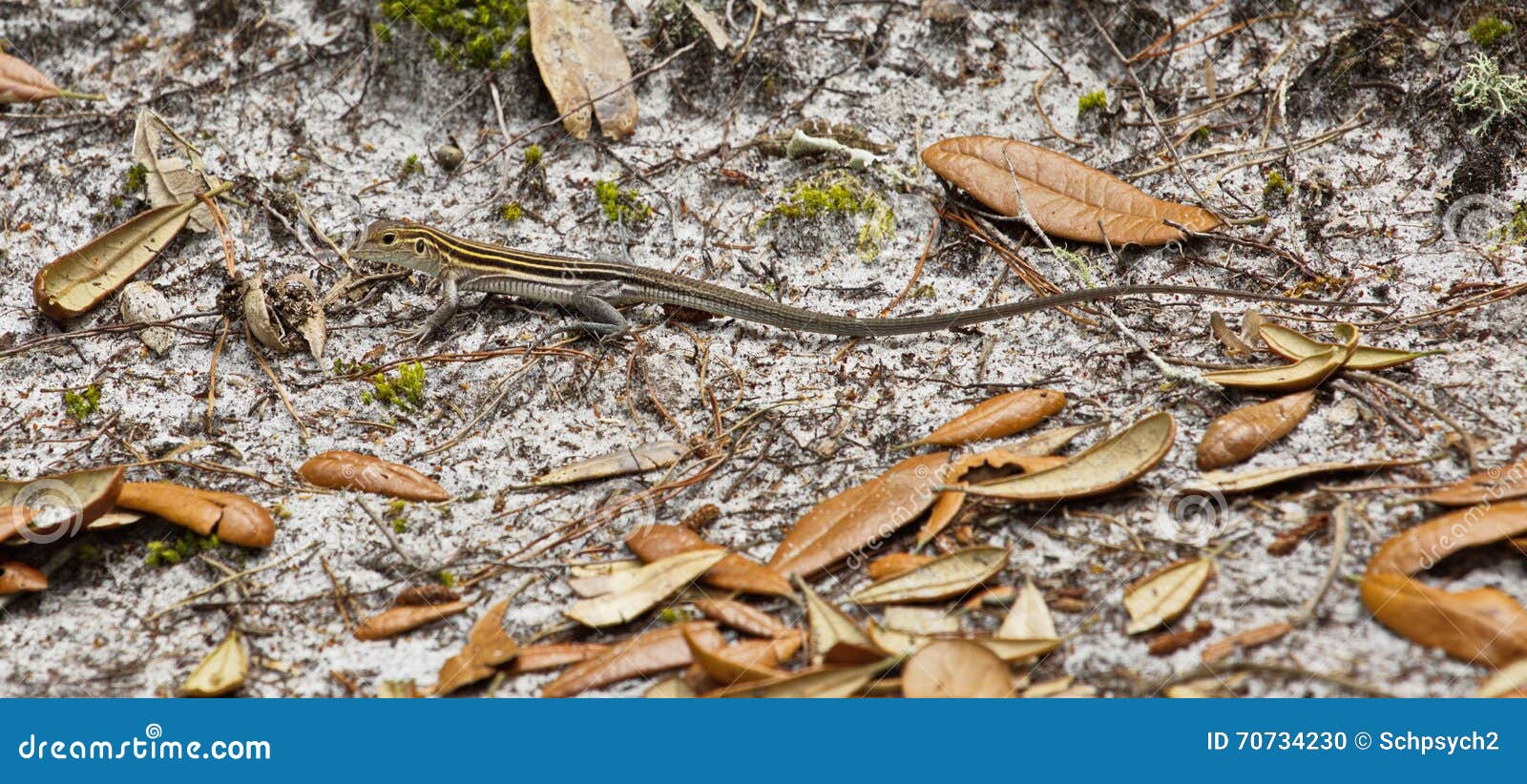 Five Lined Skink Lizard Stock Photography | CartoonDealer.com #70734230