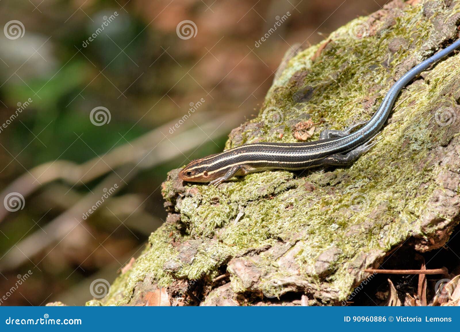 Five Lined Skink Lizard In The Woods At Phinizy Swamp Nature Park ...
