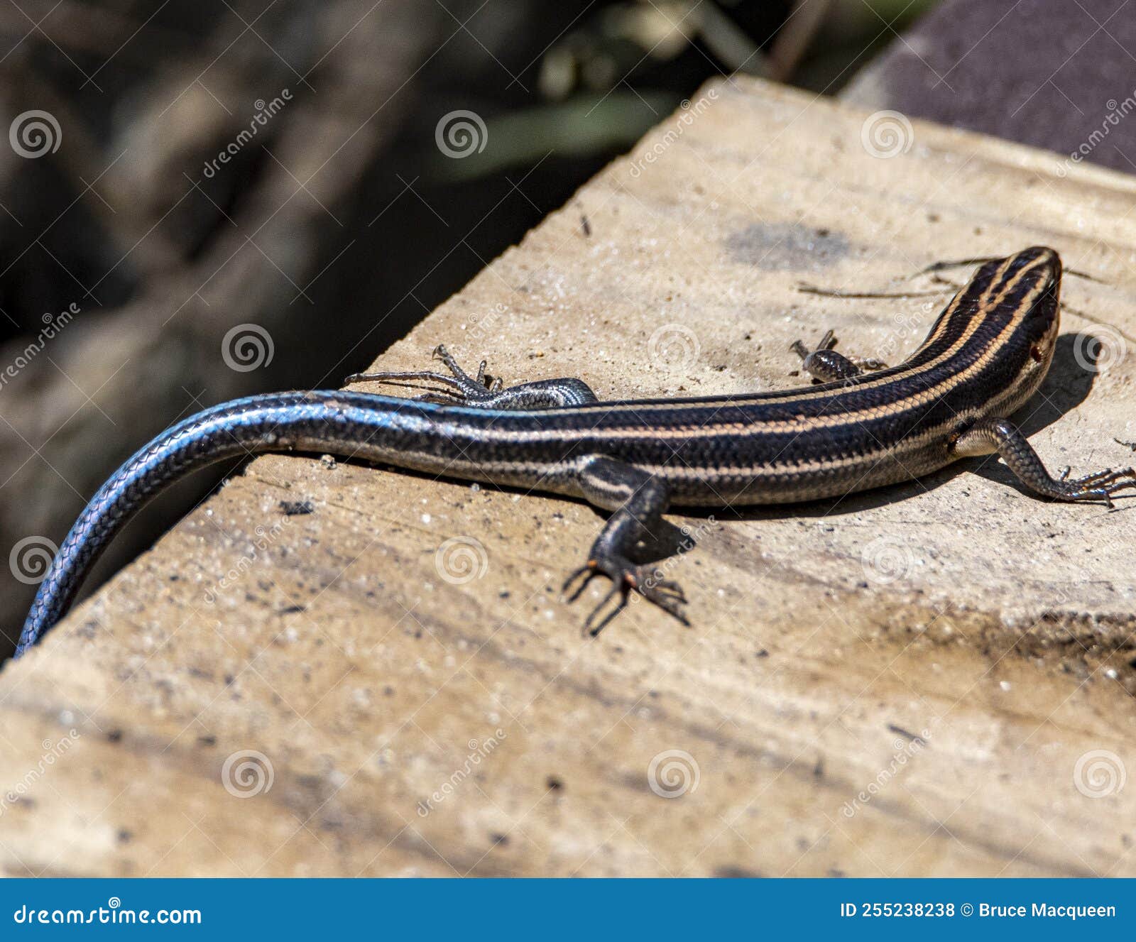 Five Lined Skink Lizard Stock Photography | CartoonDealer.com #70734230