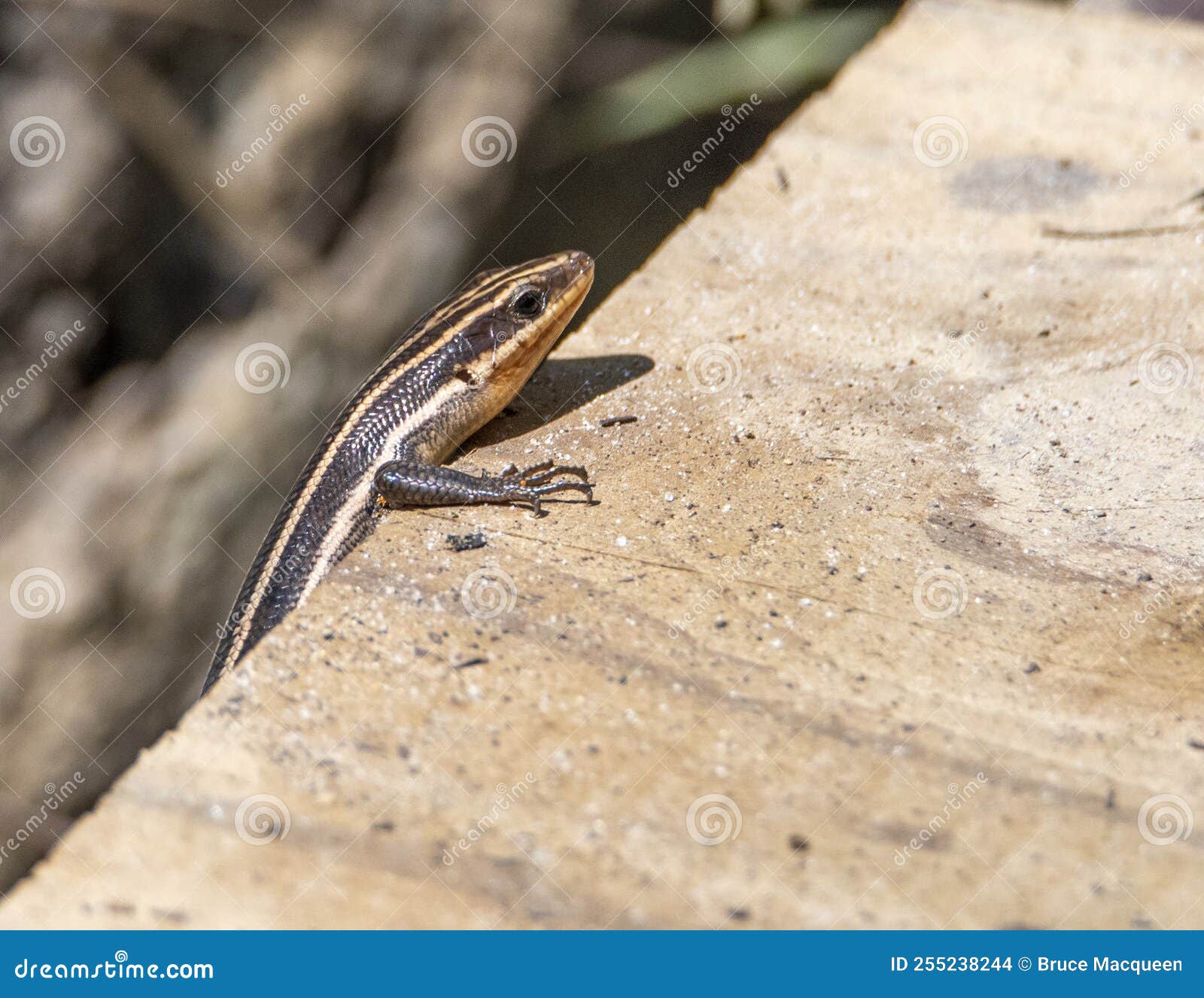 Five Lined Skink Lizard Reptile Royalty-Free Stock Image ...