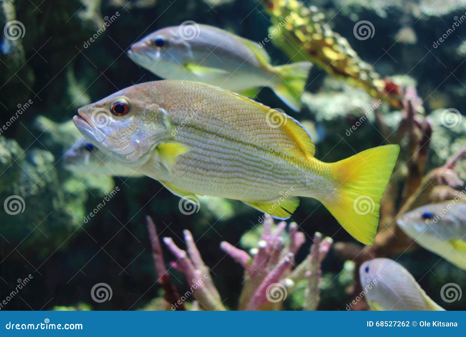 Five-lined snapper stock photo. Image of ocean, ffish - 68527262