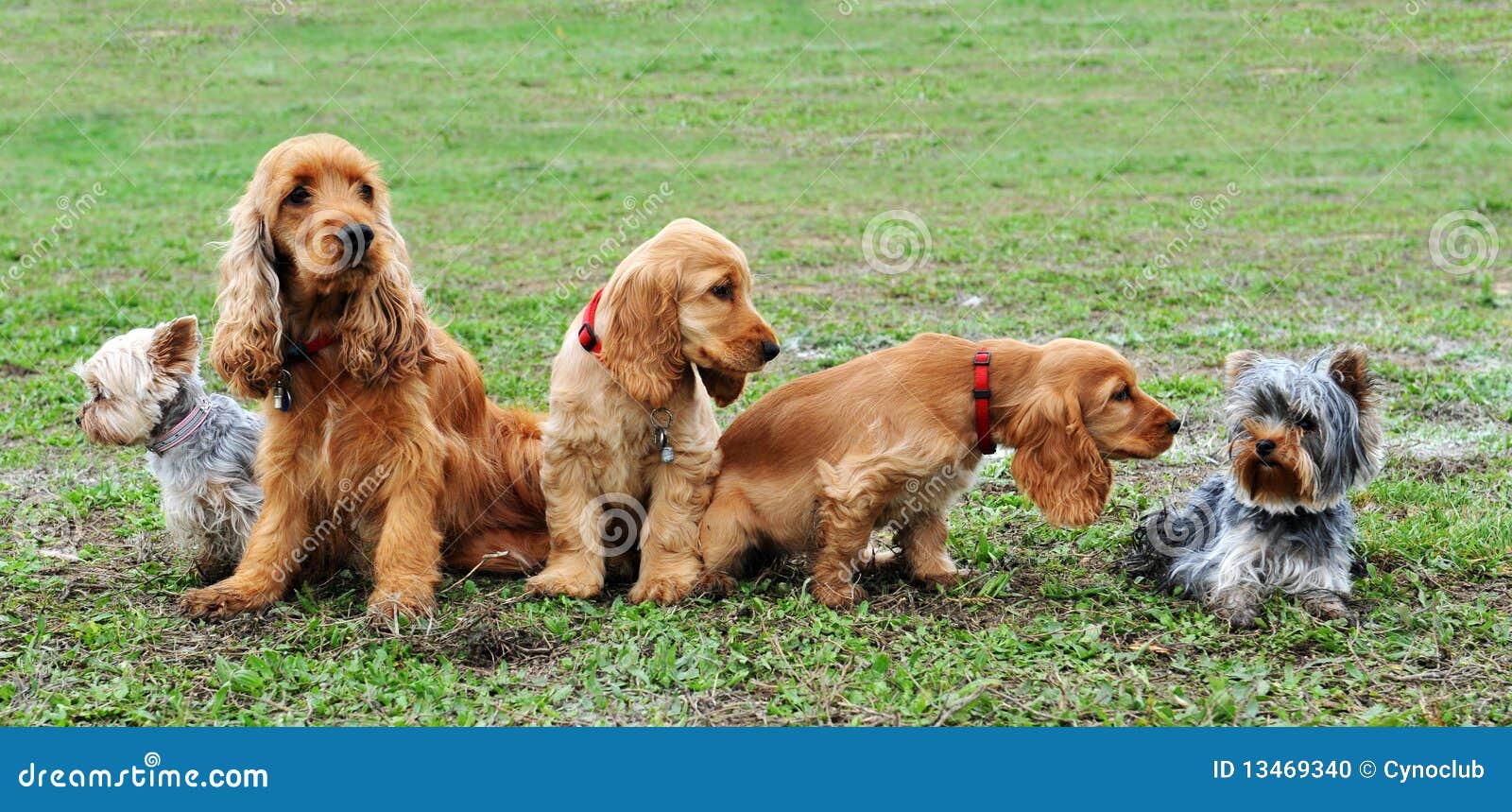 Five little dogs stock photo. Image of grass, animal - 13469340