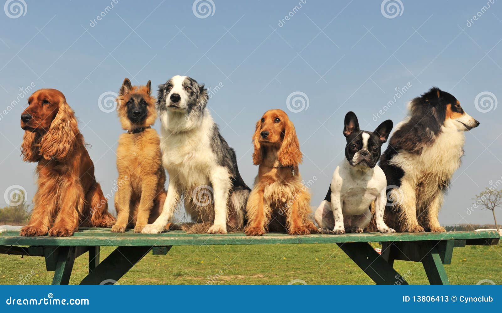 Five little dogs stock image. Image of spaniel, quiet - 13806413