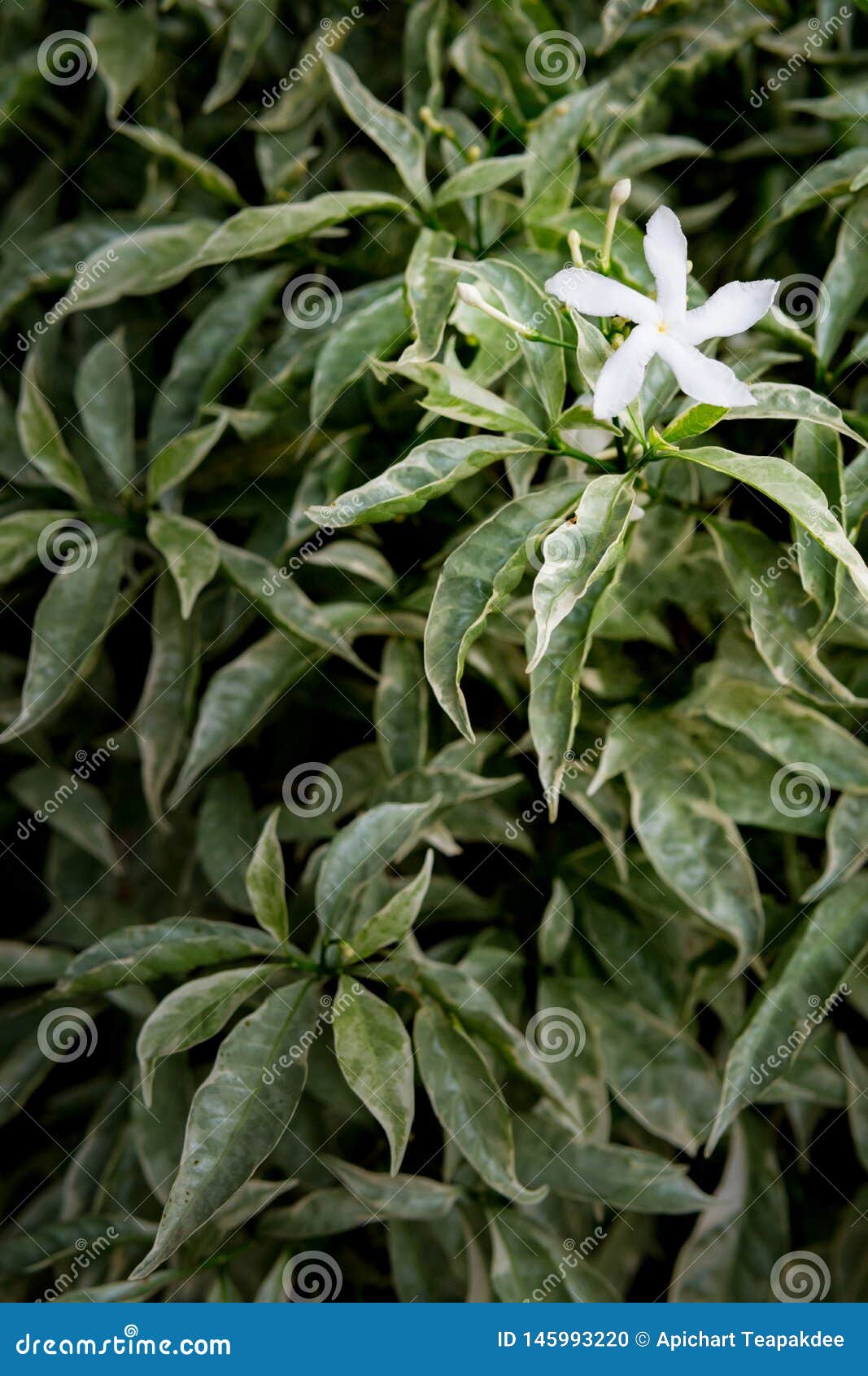 Five lobe white flower stock photo. Image of white, lobe - 145993220