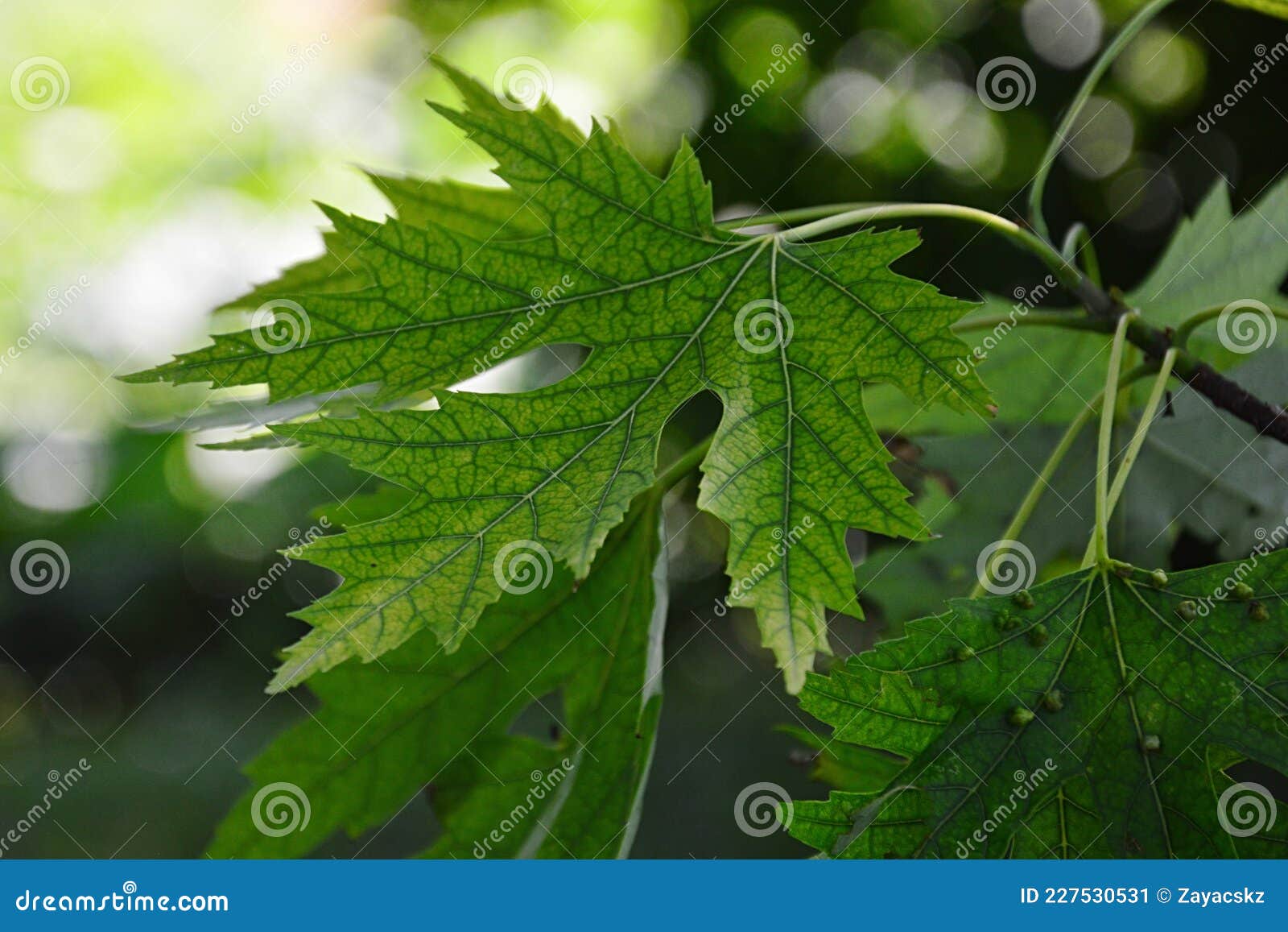Five Lobed Palmately Veined Leaf of Silver Maple Tree, Also Called ...