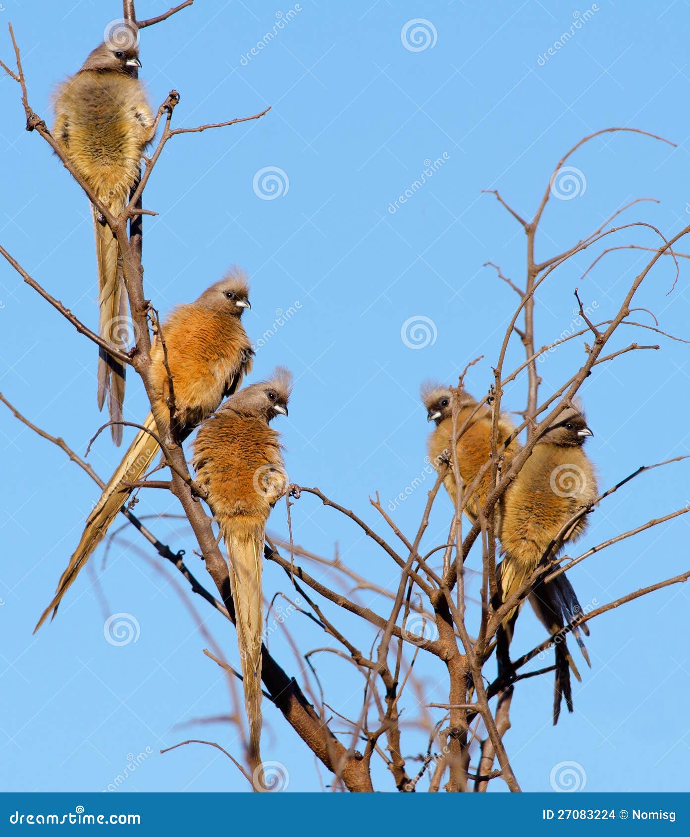 Five mousebirds in a tree stock photo. Image of blue - 27083224