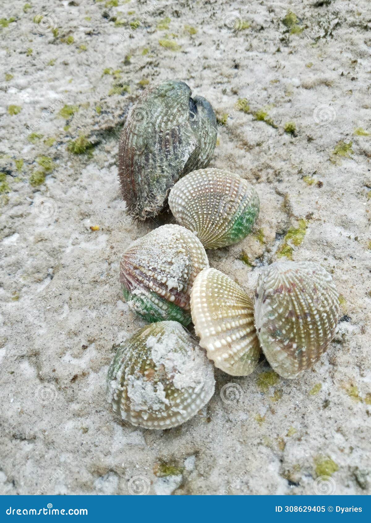 Five mussel shells stock image. Image of remis, kerang - 308629405