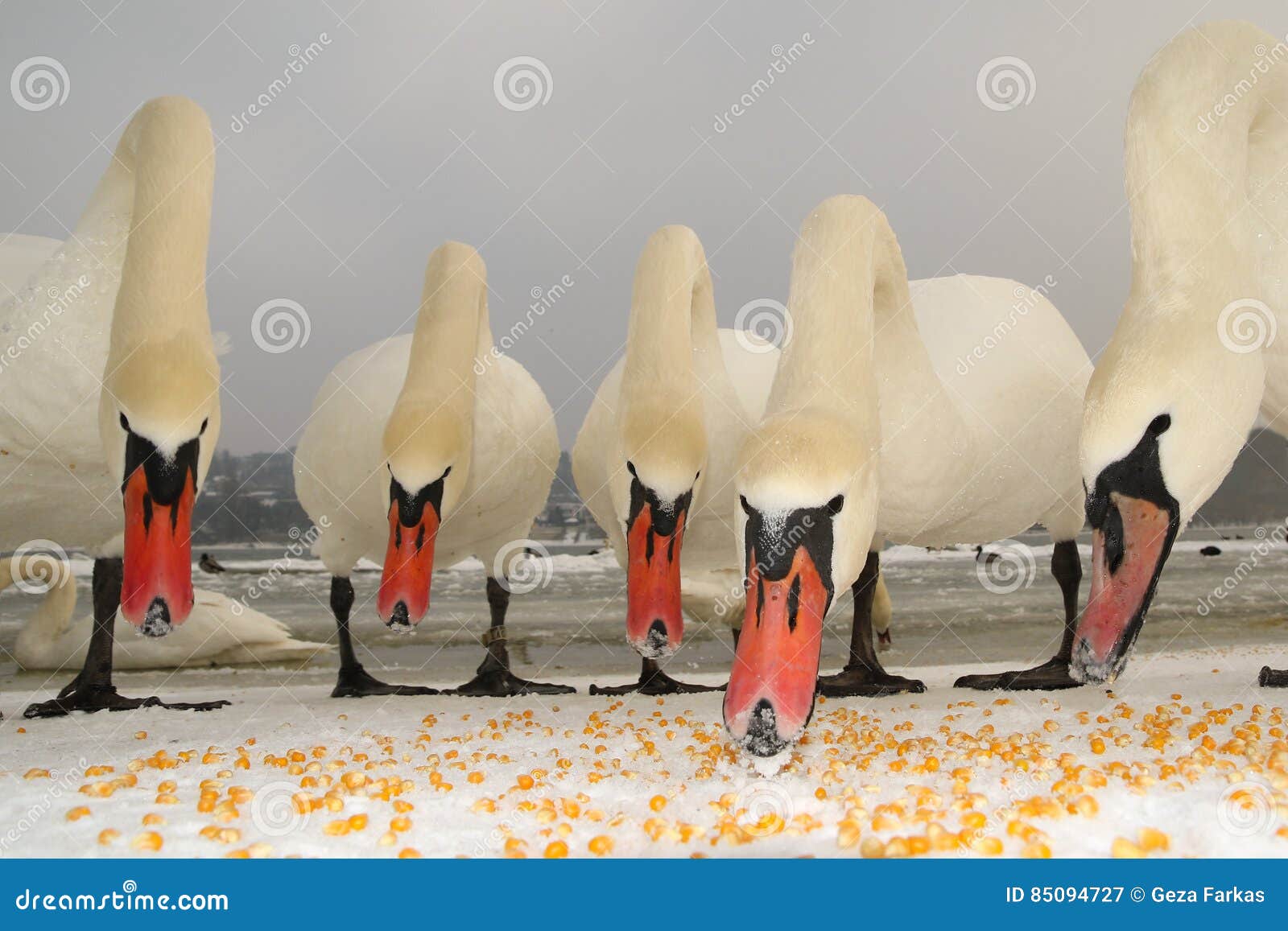 Five Swans Feeding Stock Photos - Free & Royalty-Free Stock Photos from ...