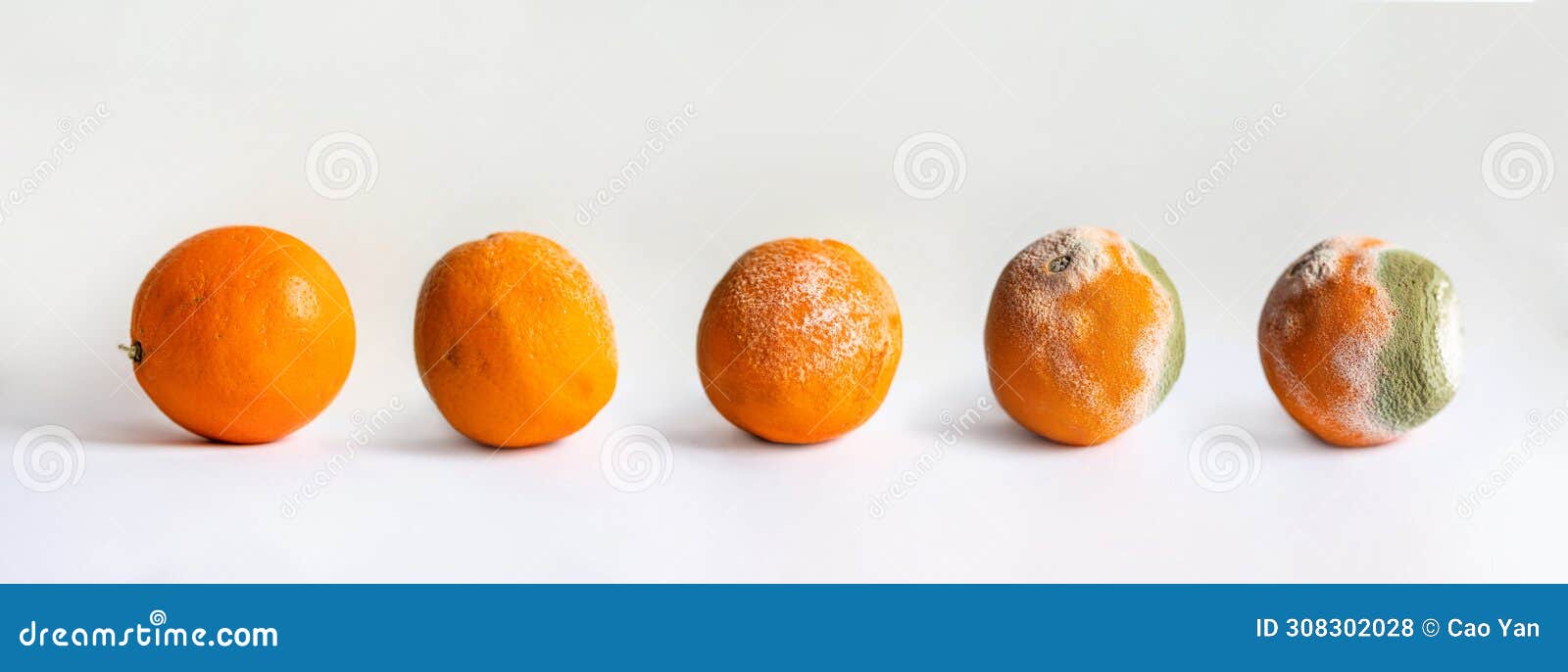 Five Oranges in Various Stages of Decomposition. Isolated on White ...