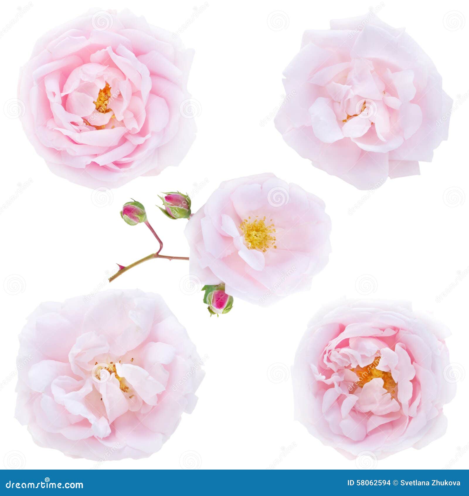 Five Pale Pink Roses Isolated on White Stock Photo - Image of ...