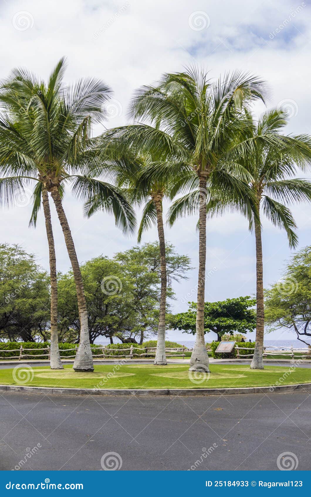 Five Palm Trees, Big Island Stock Image - Image of trees, scene: 25184933