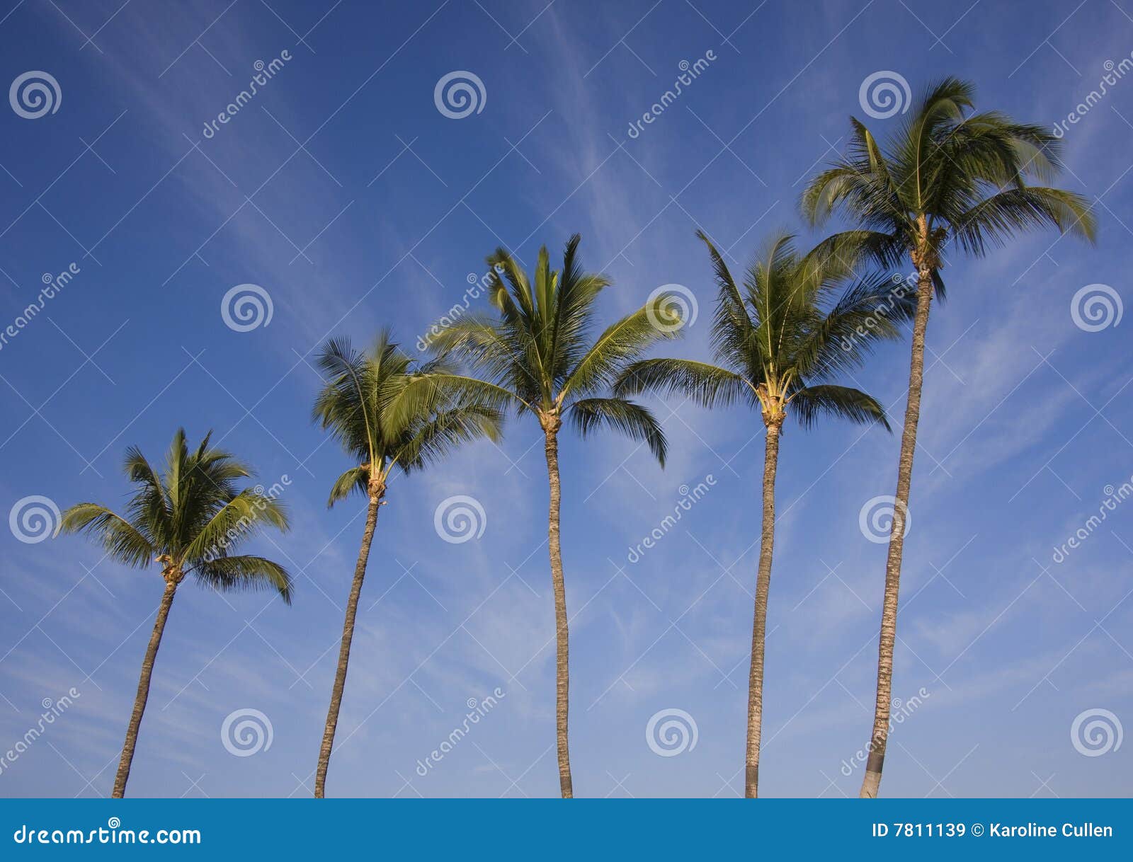 Five Palms stock image. Image of tropical, nature, palm - 7811139