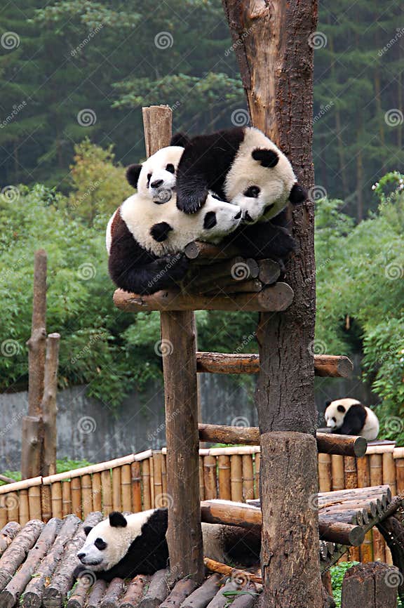 Five pandas stock photo. Image of thinking, nature, alone - 6518844