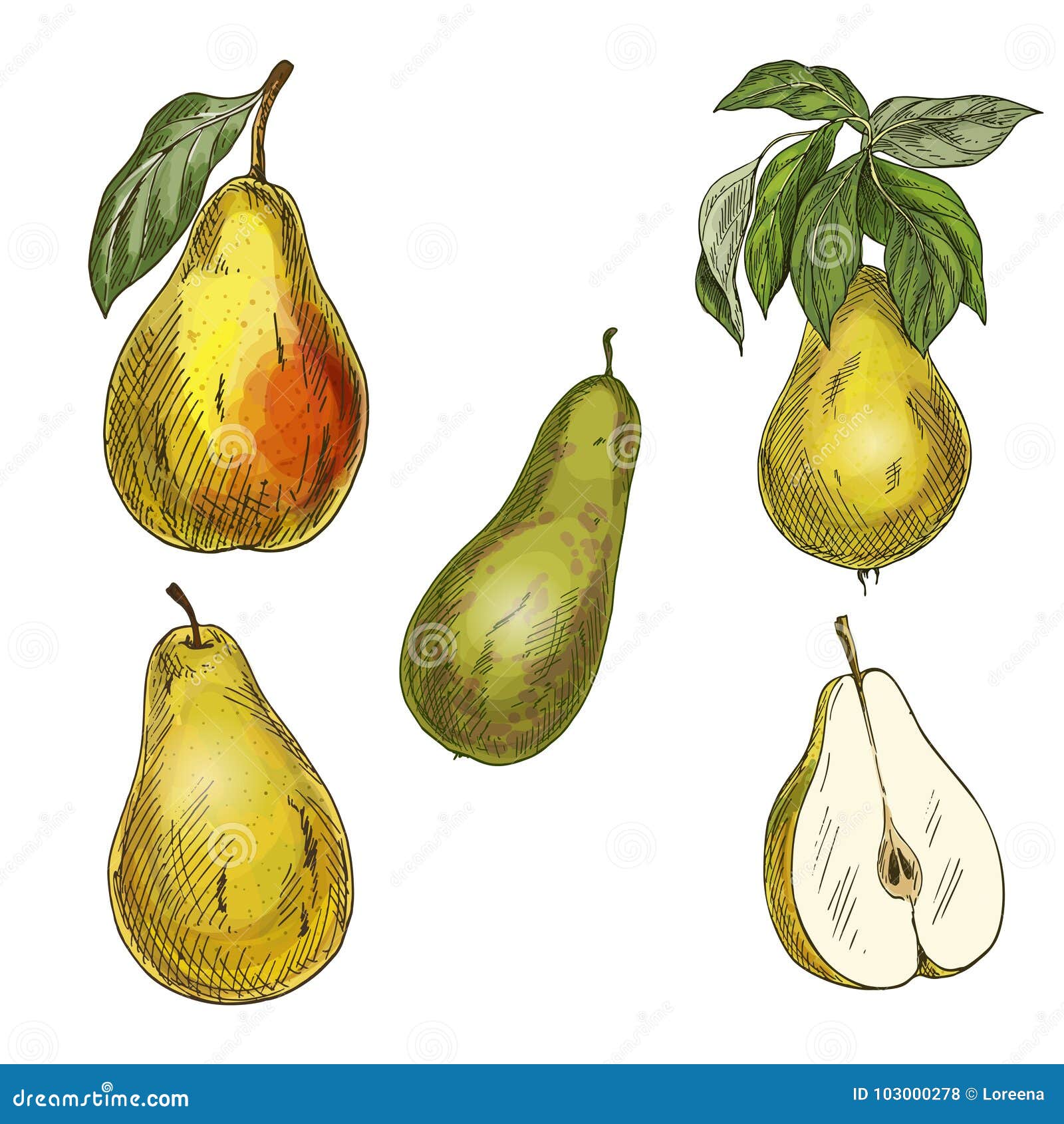 Five Pears, Design Elements. Conference, Yellow and Forelle Pears Stock ...